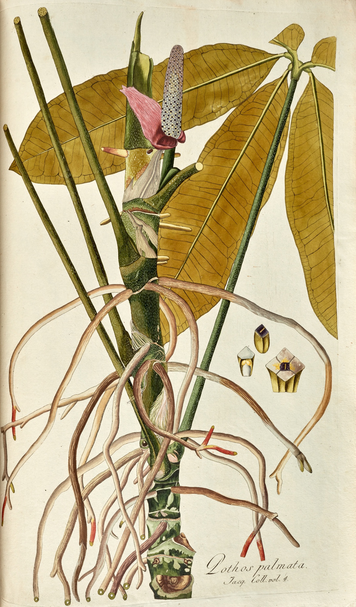 Nikolaus Joseph von Jacquin | Icones plantarum rariorum, Vienna, 1781 ...