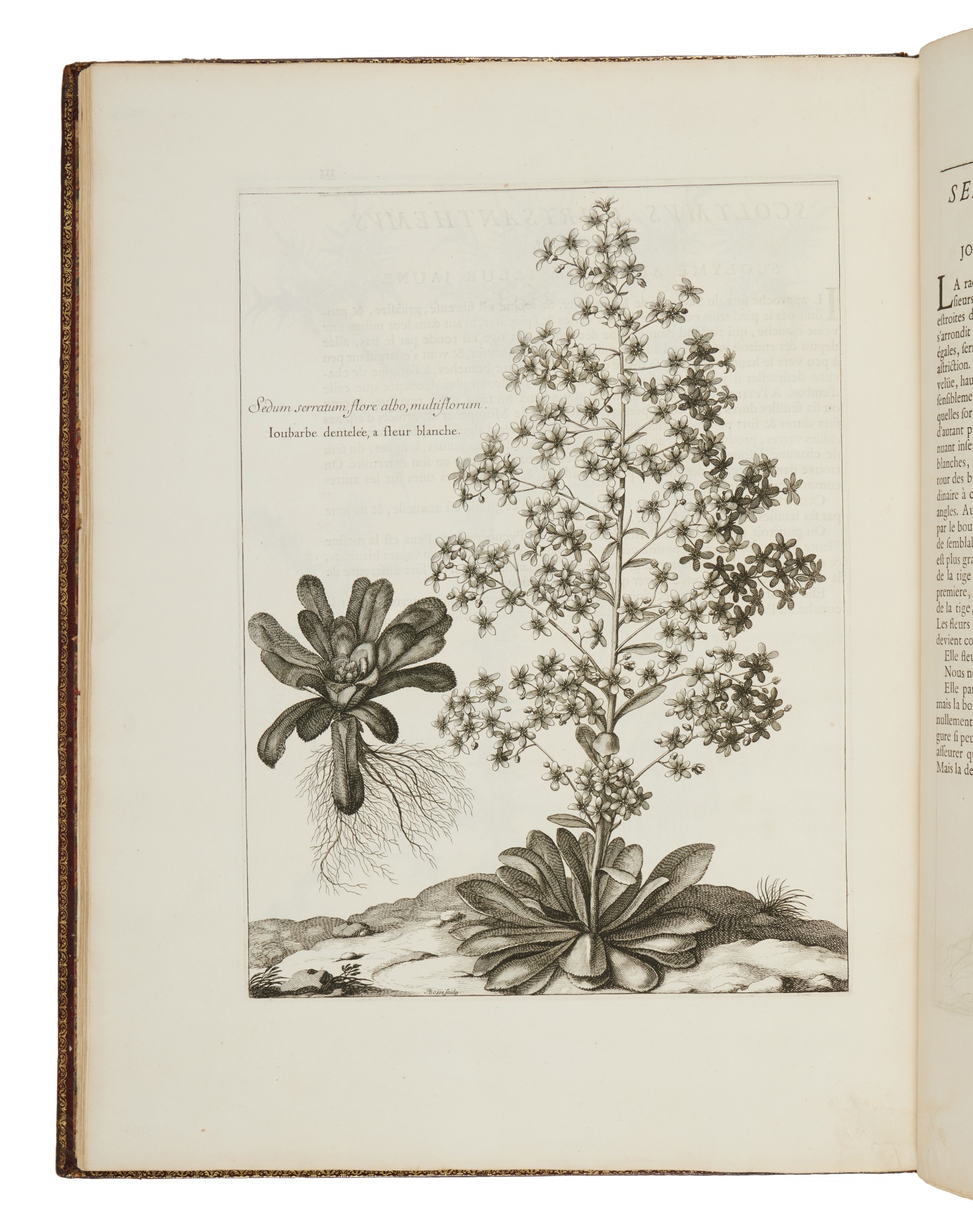 Dodart, Dionys | "one of the great books in the history of botanical ...