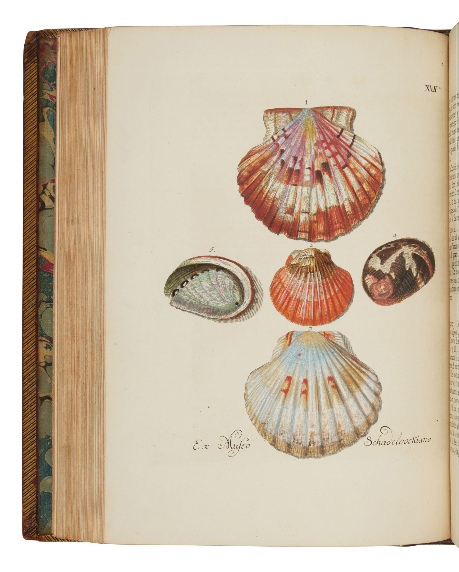 Knorr, Georg Wolfgang | Nearly one thousand shells depicted on 190 ...
