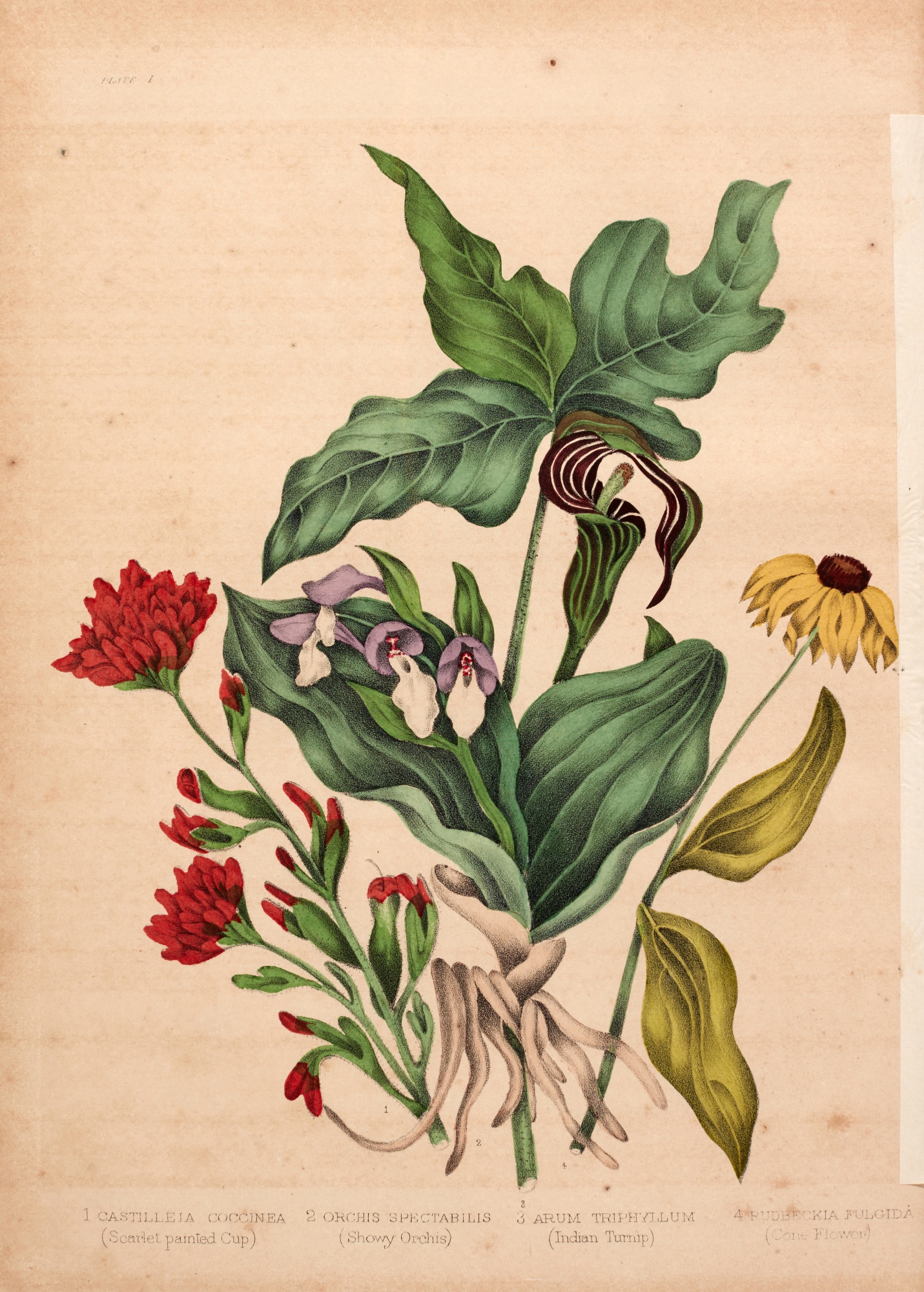 Agnes Fitzgibbon—Catharine Parr Traill | Canadian wild flowers ...