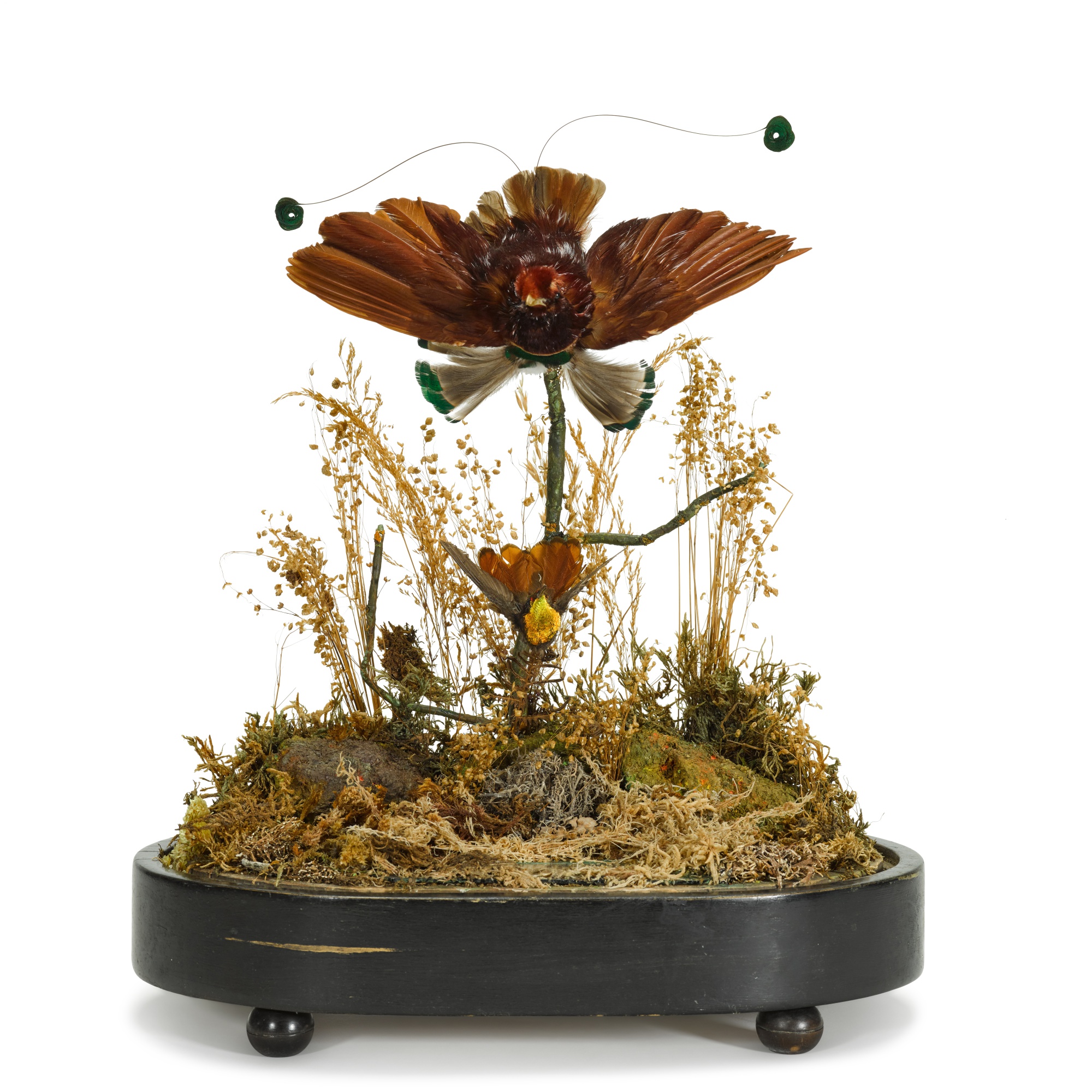 A King Bird of Paradise (Cicinnurus regius), circa 1890 | Emma Hawkins ...