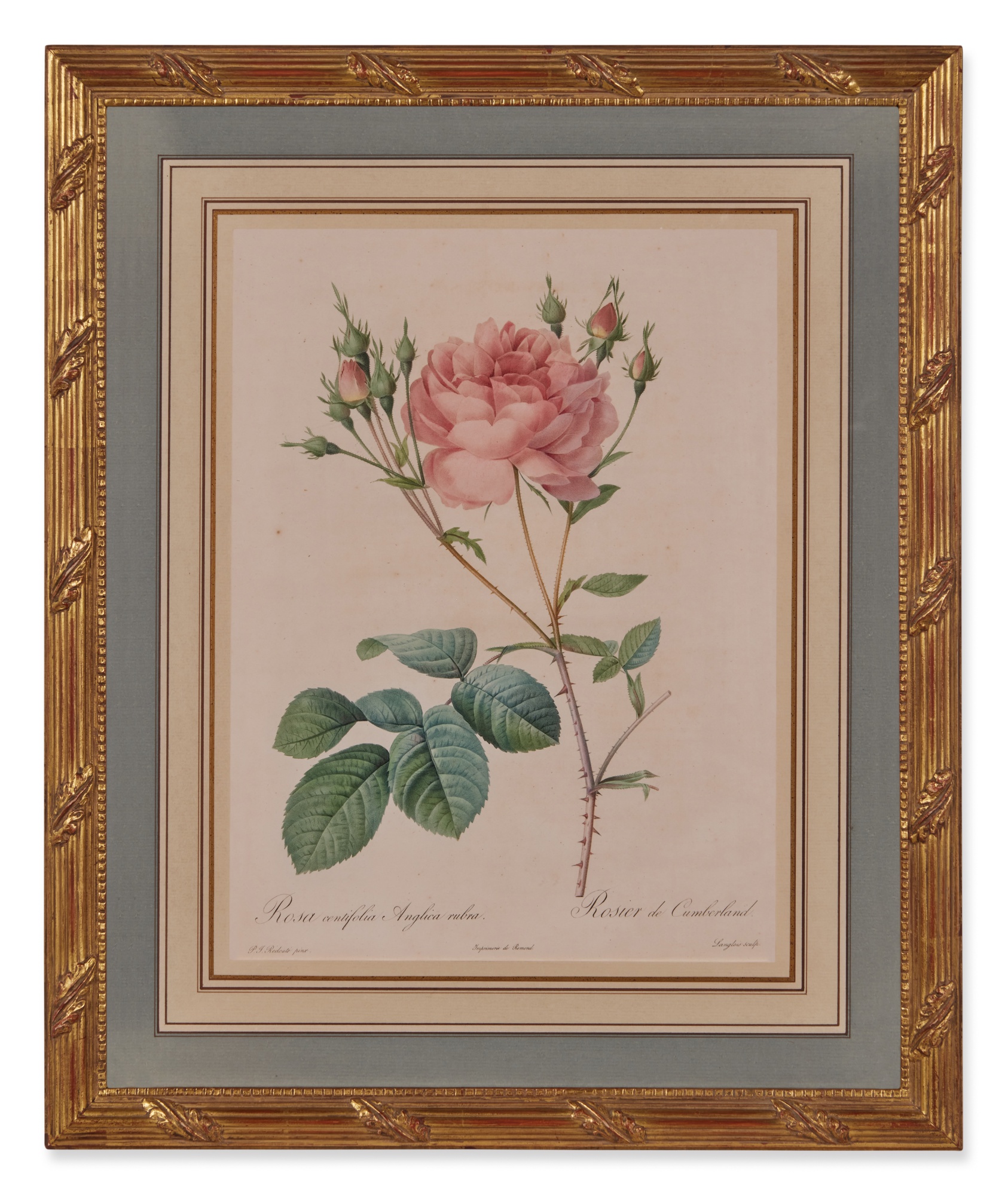 A Set of Eight Framed Rose Engravings, Extracted from Redoute's Les ...