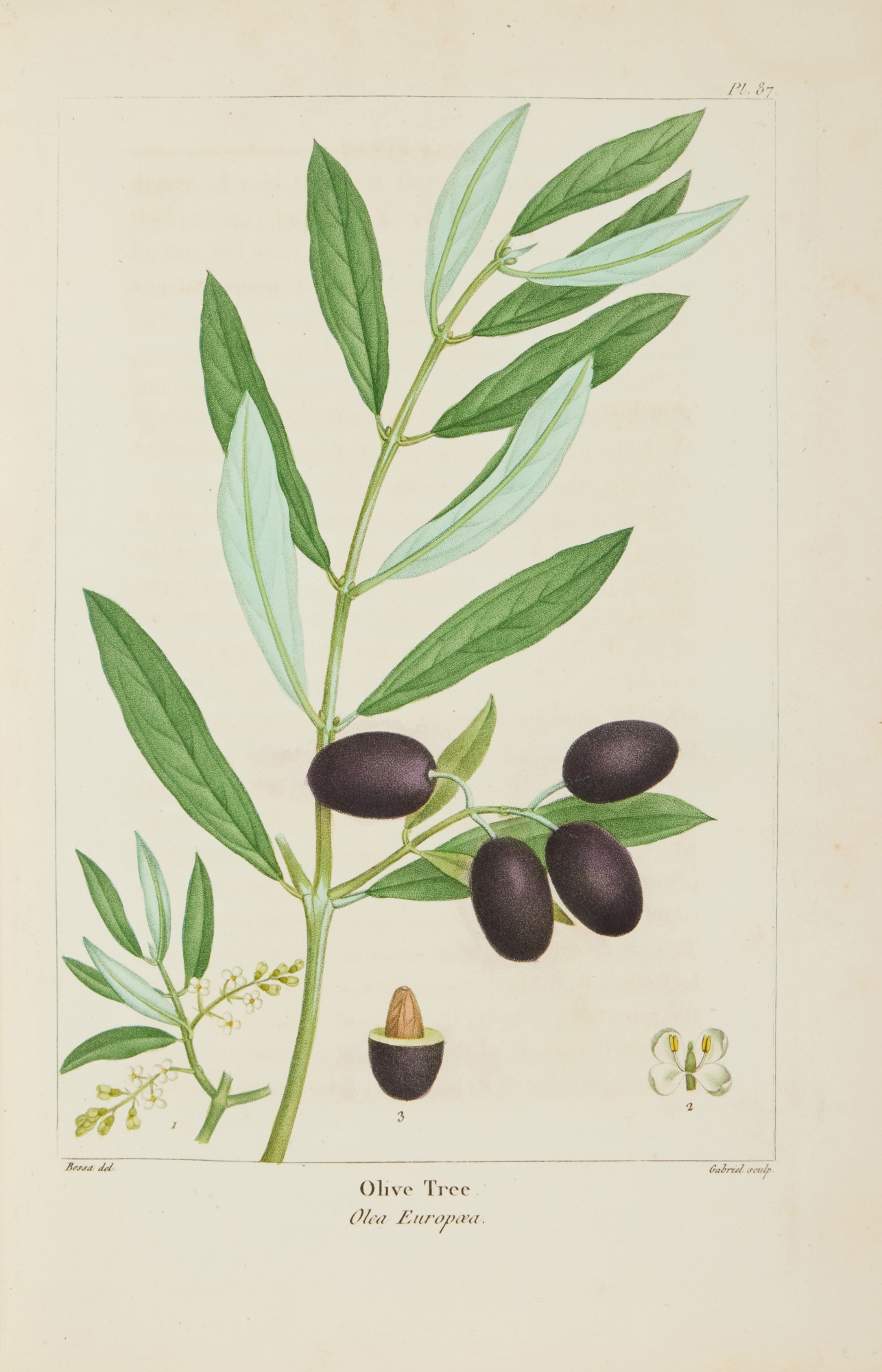 Michaux, François-André | The first Illustrated Sylva of North America ...