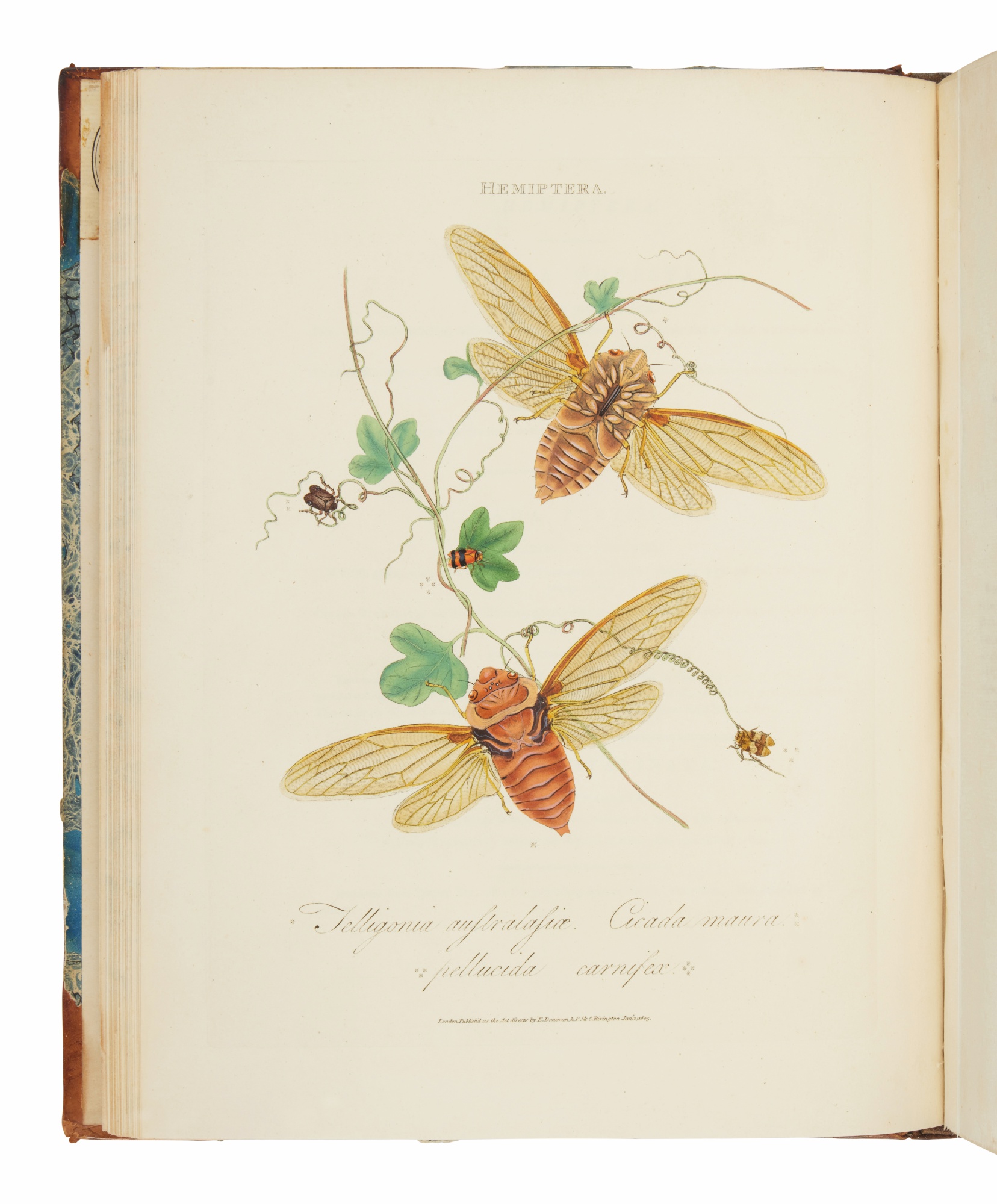 Donovan, Edwards | First edition of a rare catalog of South Seas ...