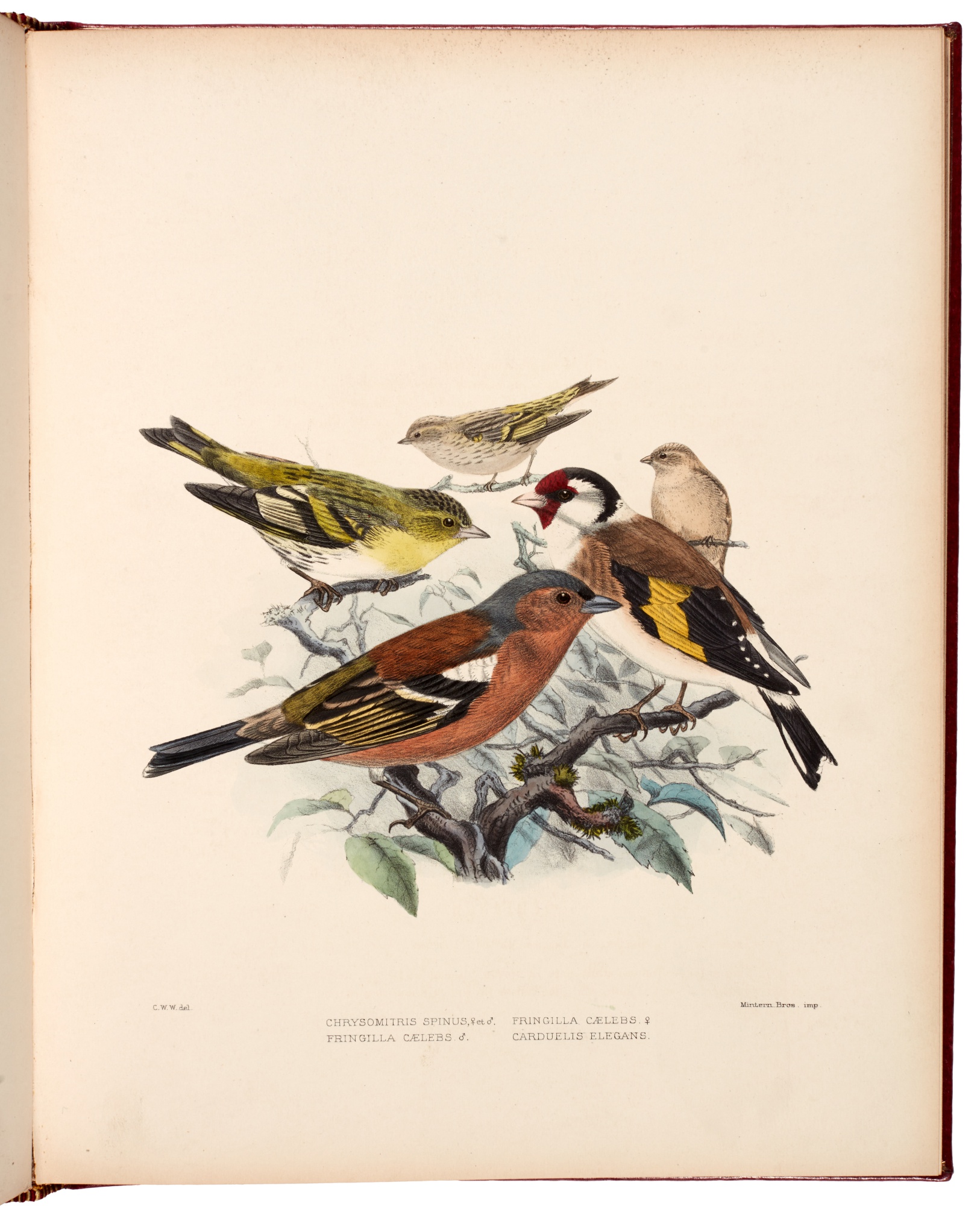Claude W. Wyatt | British Birds, London, 1894, 2 vols, contemporary ...