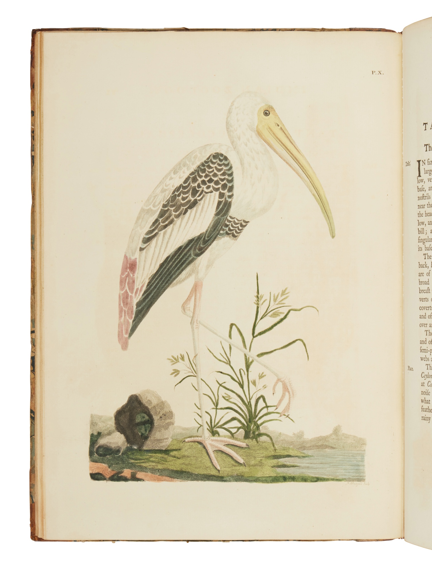[Pennant, Thomas] | One of the earliest English attempts to portray ...