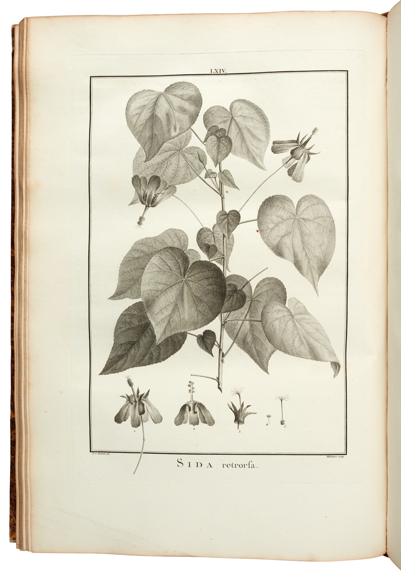 L'Heritier de Brutelle | Stirpes novae, aut minus cognitae, quas ...