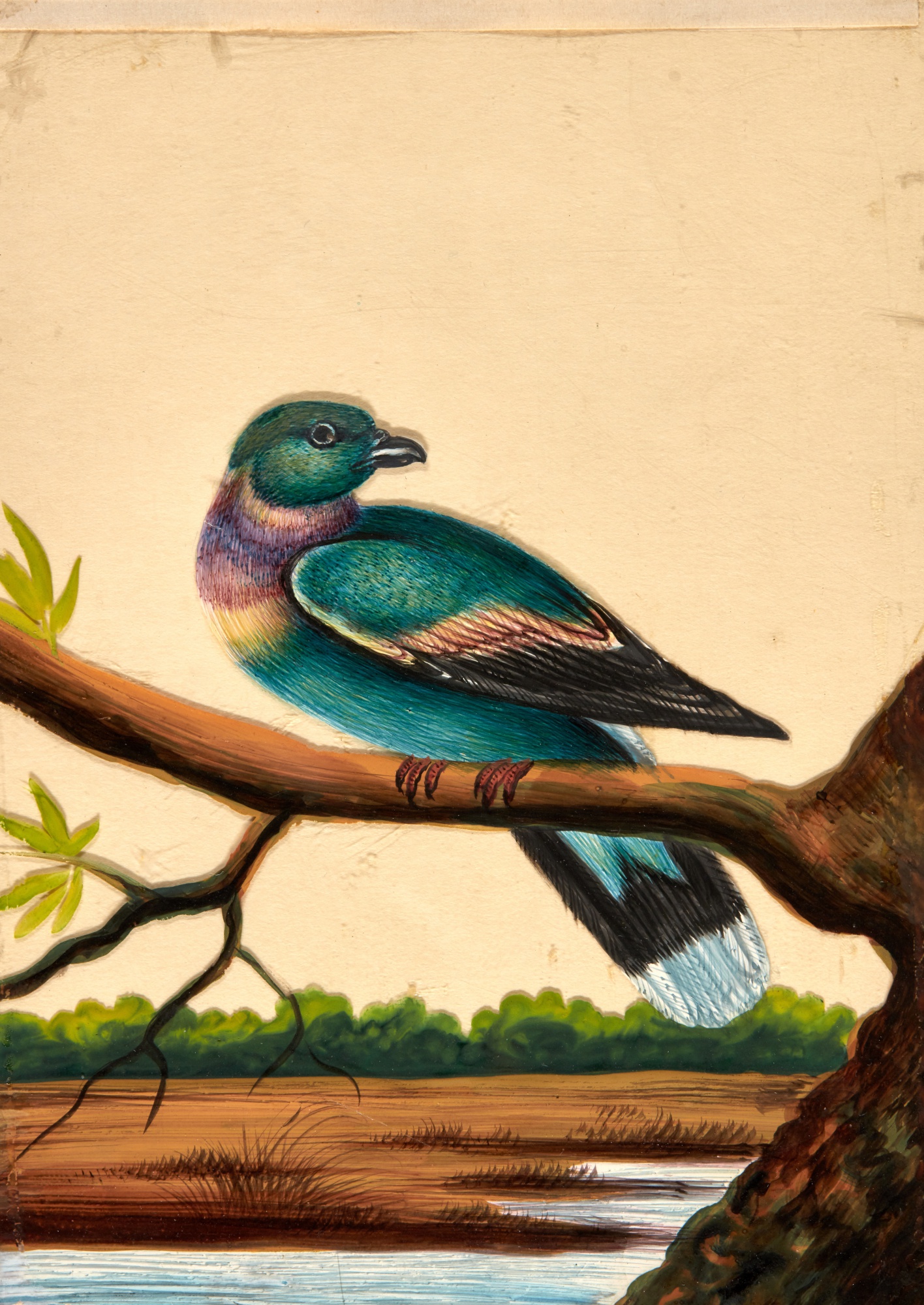 Company school | Indian birds, eight paintings on mica. India ...