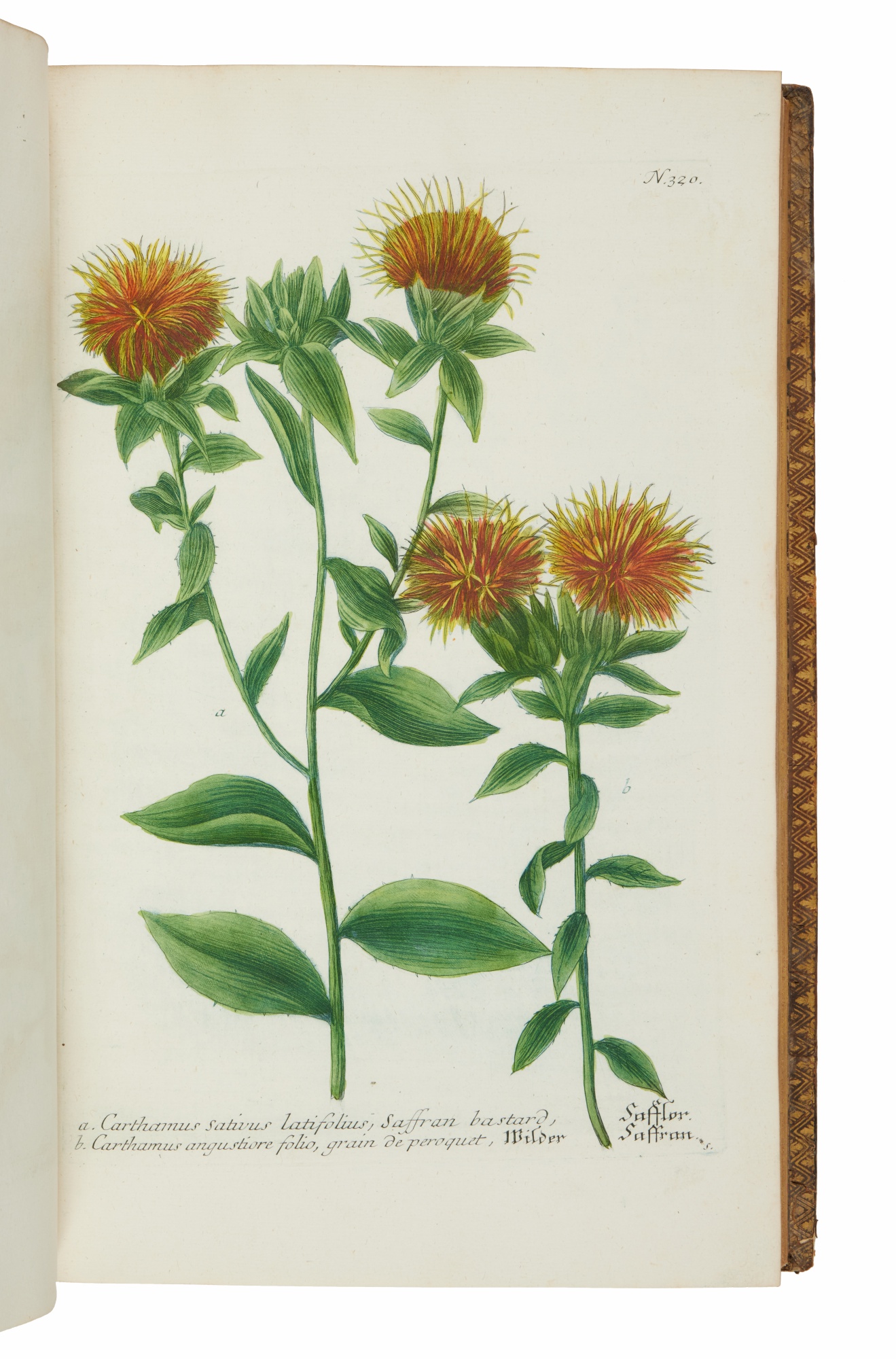 Weinmann, Johann Wilhelm | The first botanical book to use color ...