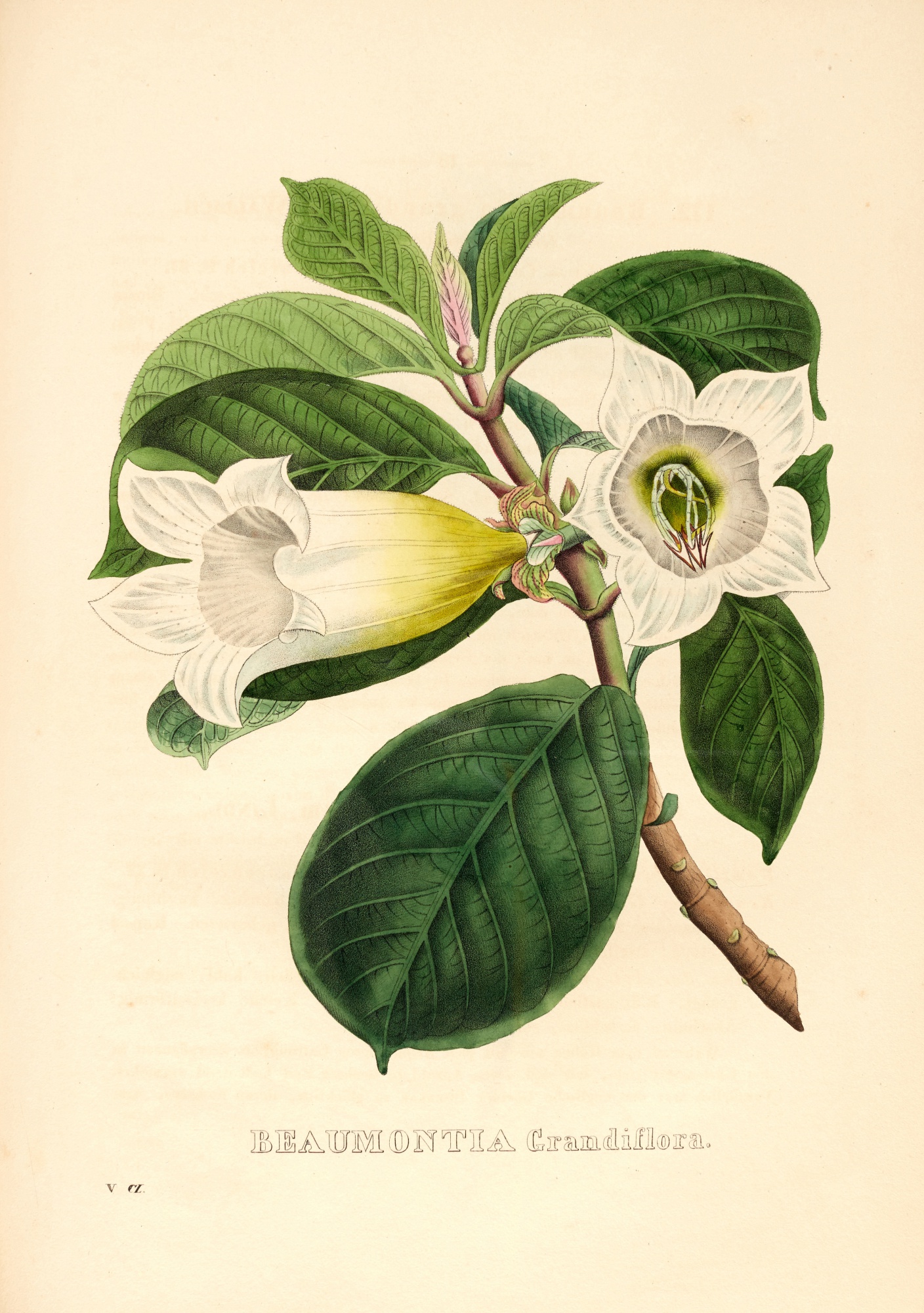 H.L. Ludwig Reichenbach | Flora exotica, 1834-36, 5 vols, nineteenth ...