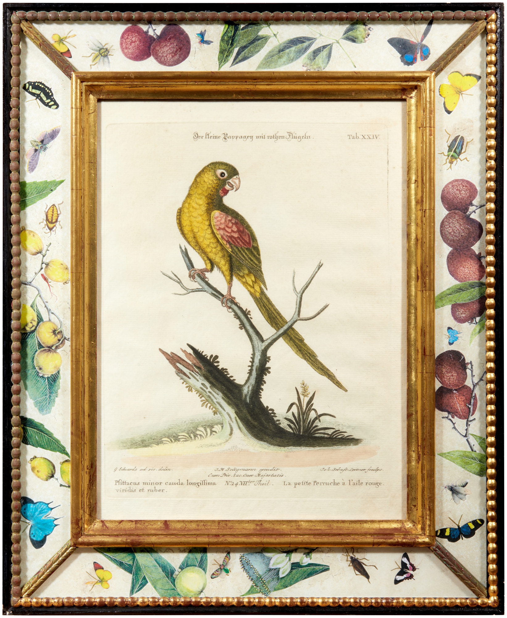 A set of twelve hand-coloured prints of parrots after George Edwards ...