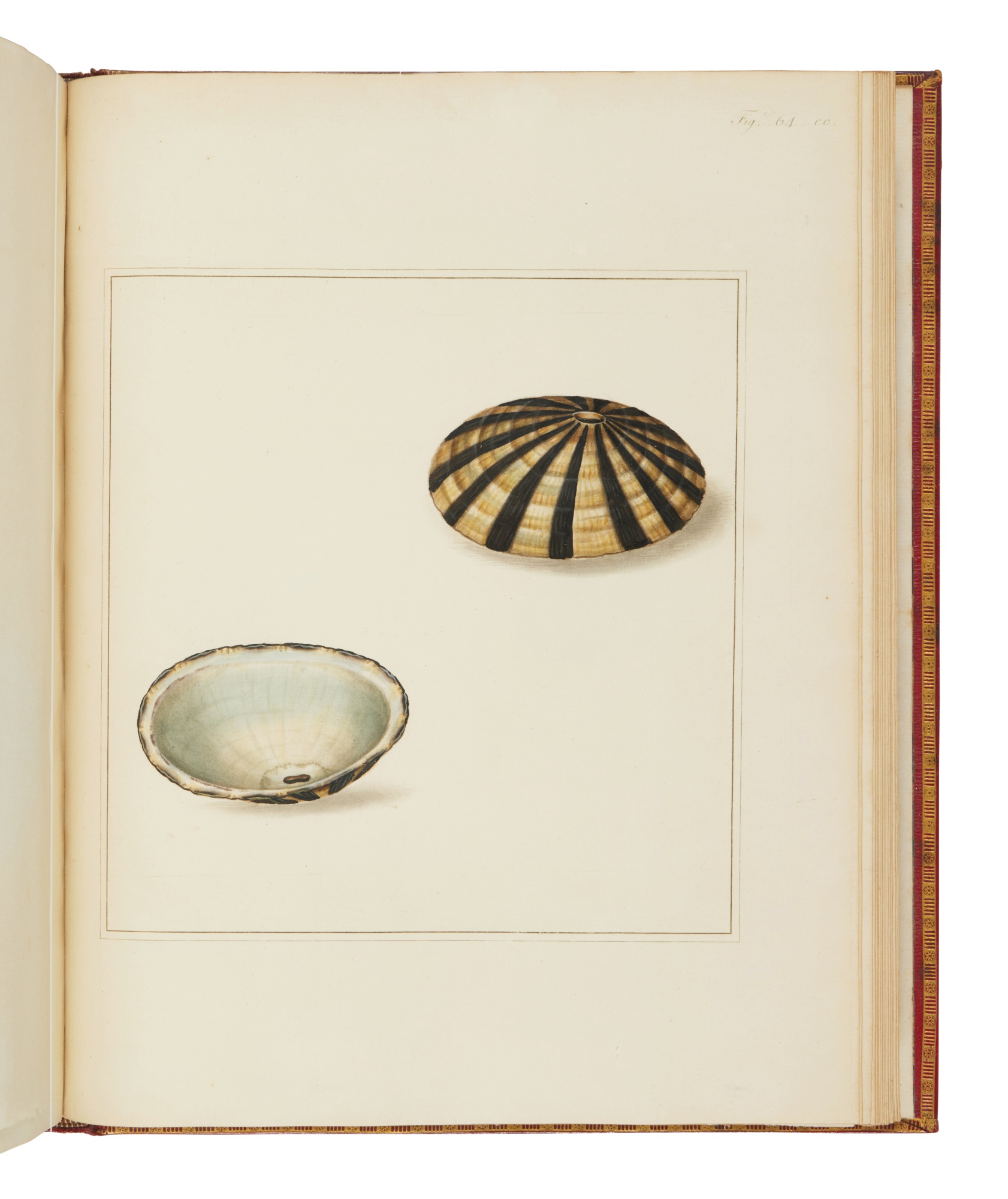 Martyn, Thomas | Exquisite depictions of shells collected during ...