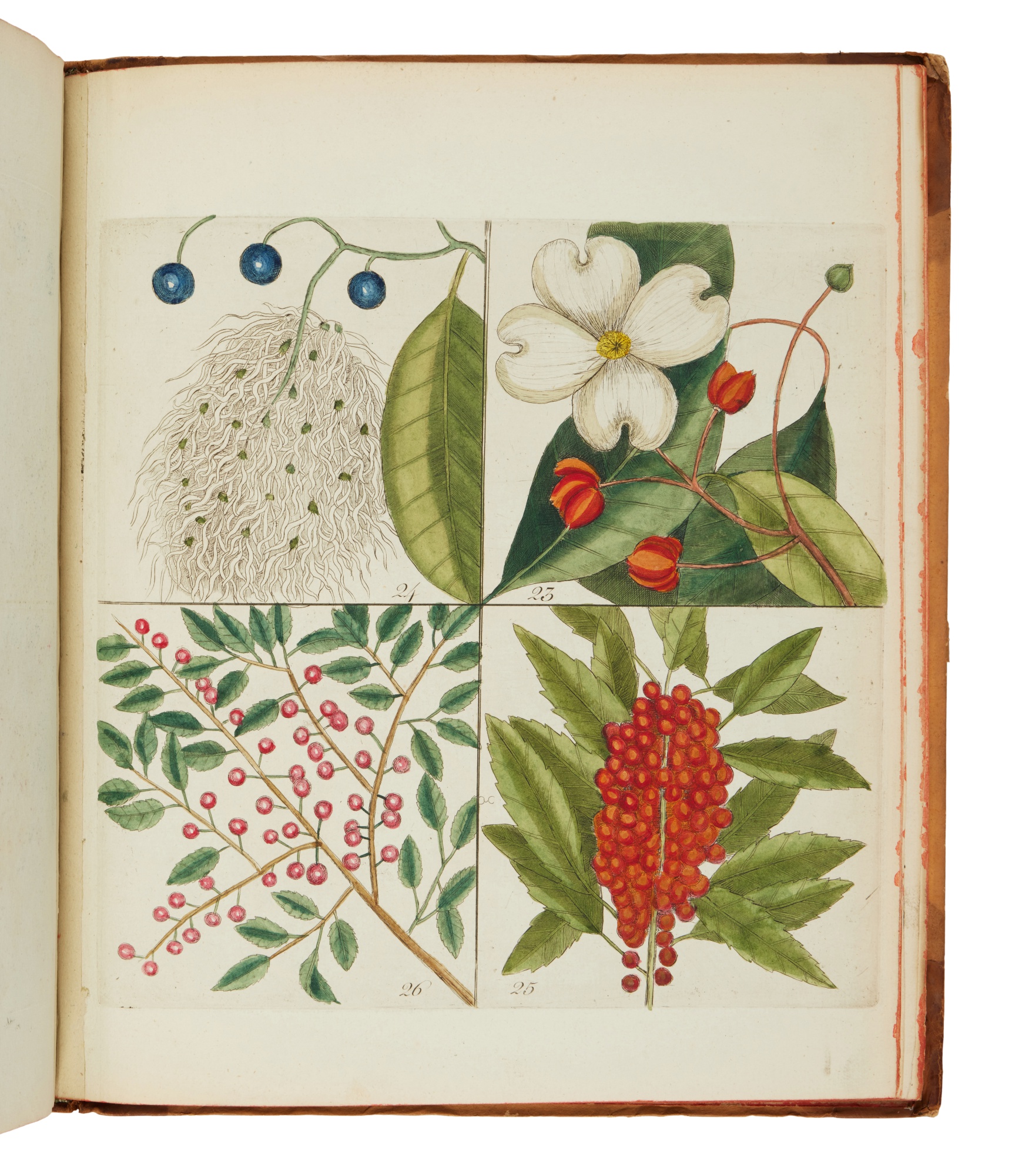 Catesby, Mark | Catesby's collection of "Curious Trees and Shrubs ...