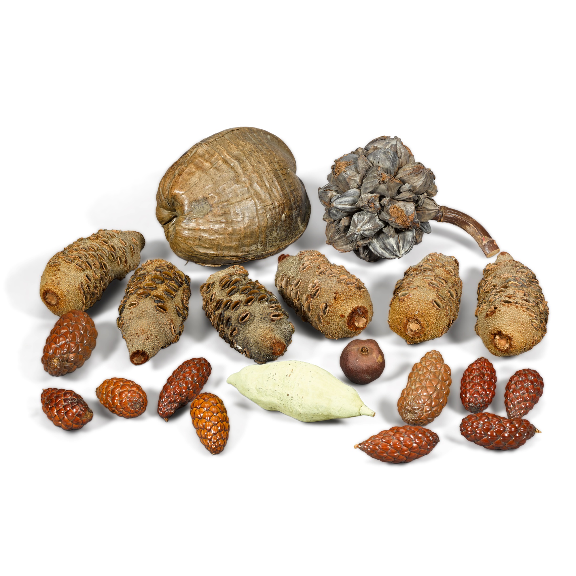 A large collection of nuts, including some massive specimens, 19th/20th ...