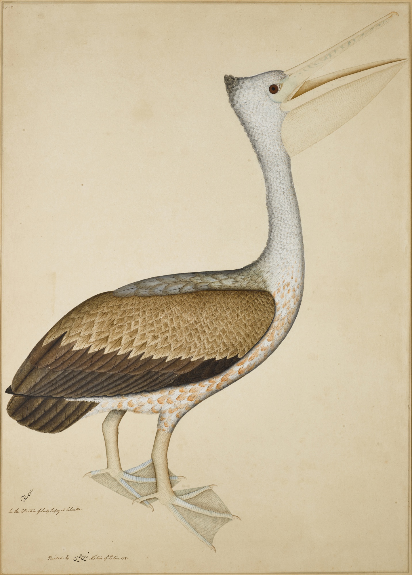 A Spot-billed or Grey Pelican (Pelecanus philippensis), from the Impey ...