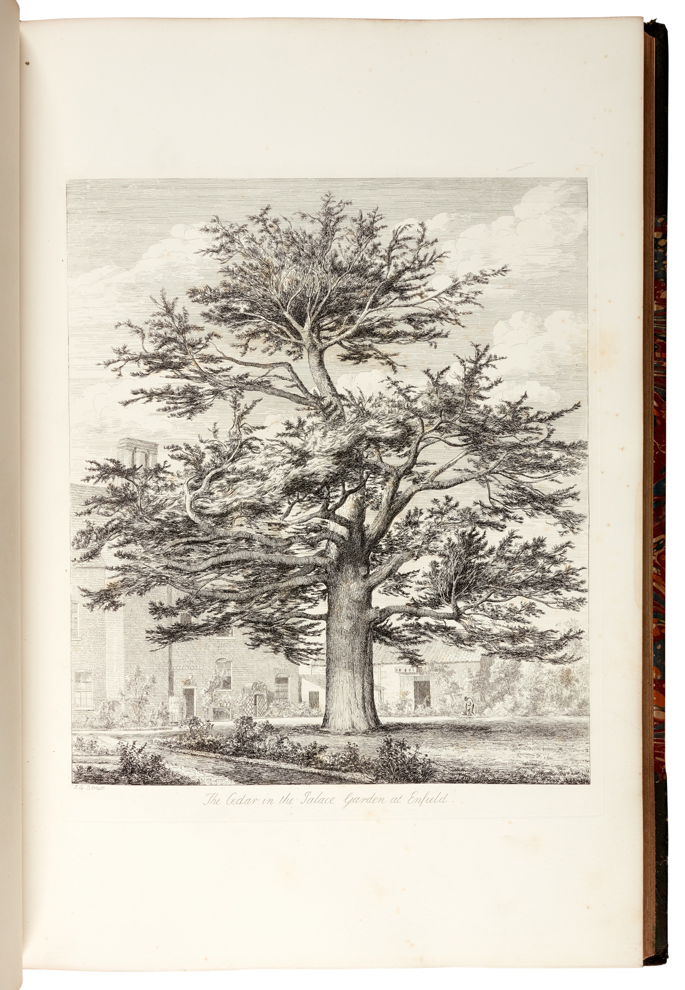 Jacob George Strutt | Sylva Britannica, London, 1826 [but 1840 ...