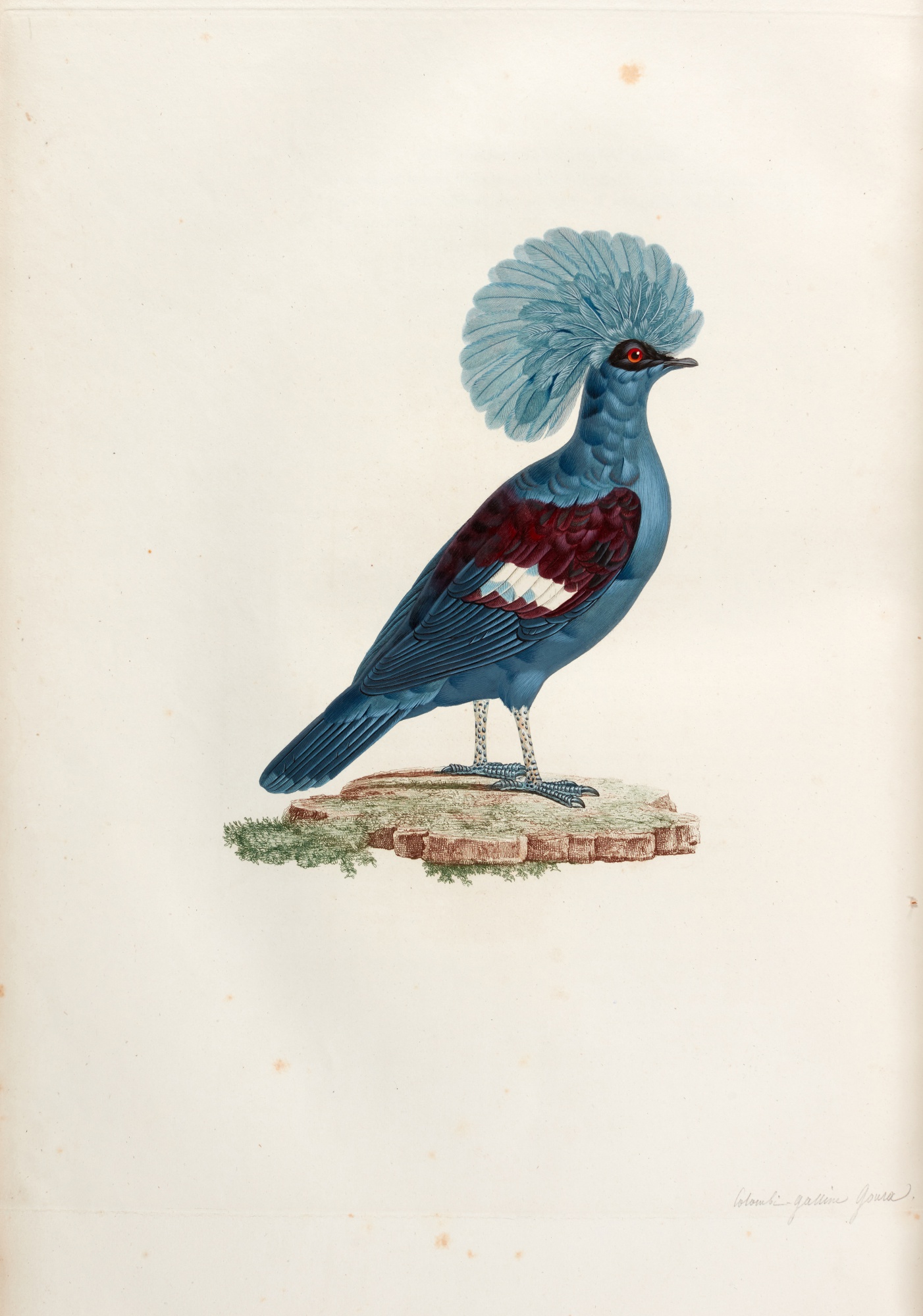 Pauline Knip and Coenraad Jacob Temminck | Les pigeons, Paris, [1808 ...
