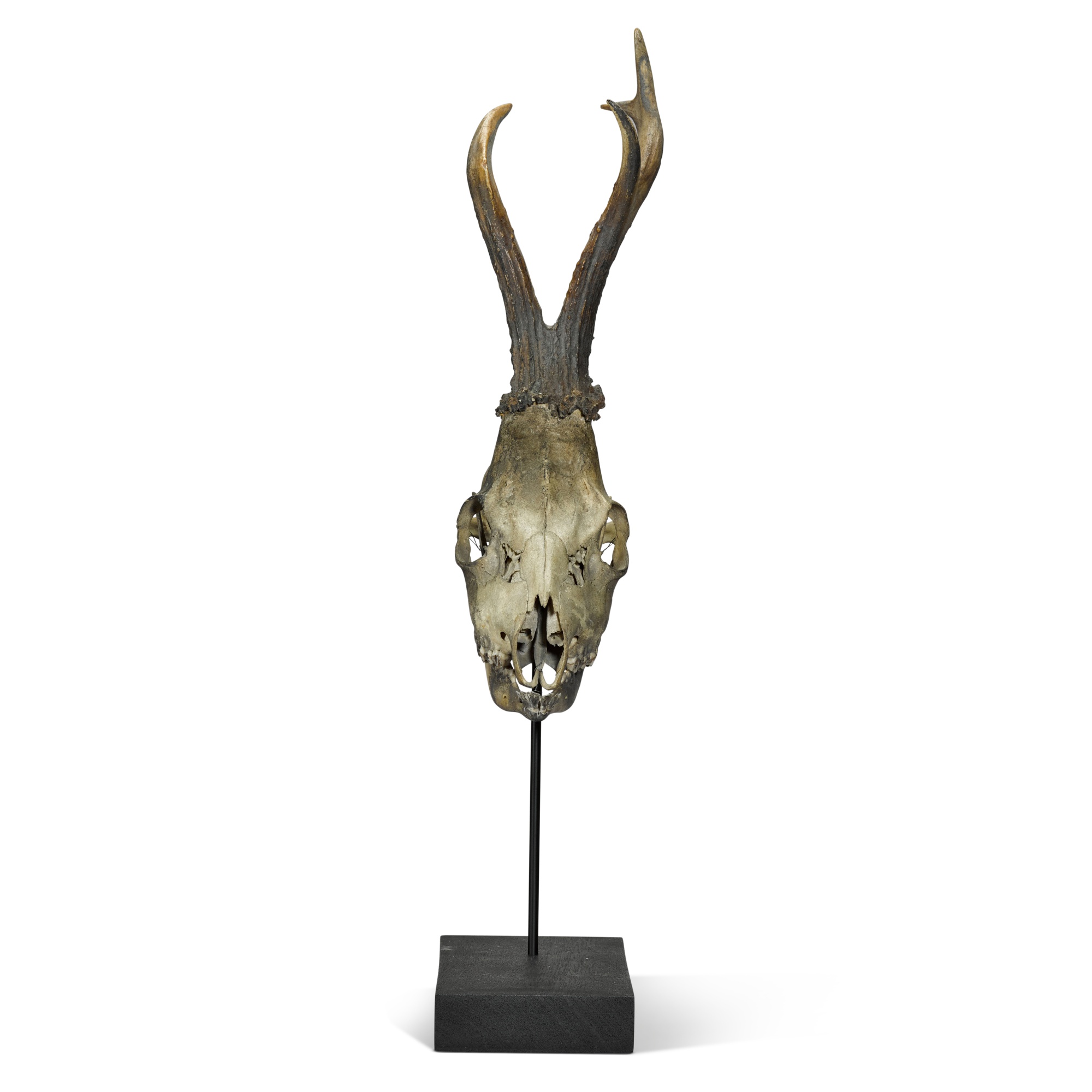 A malformation of Unicorn Buck Deer, 20th century | Emma Hawkins: A ...