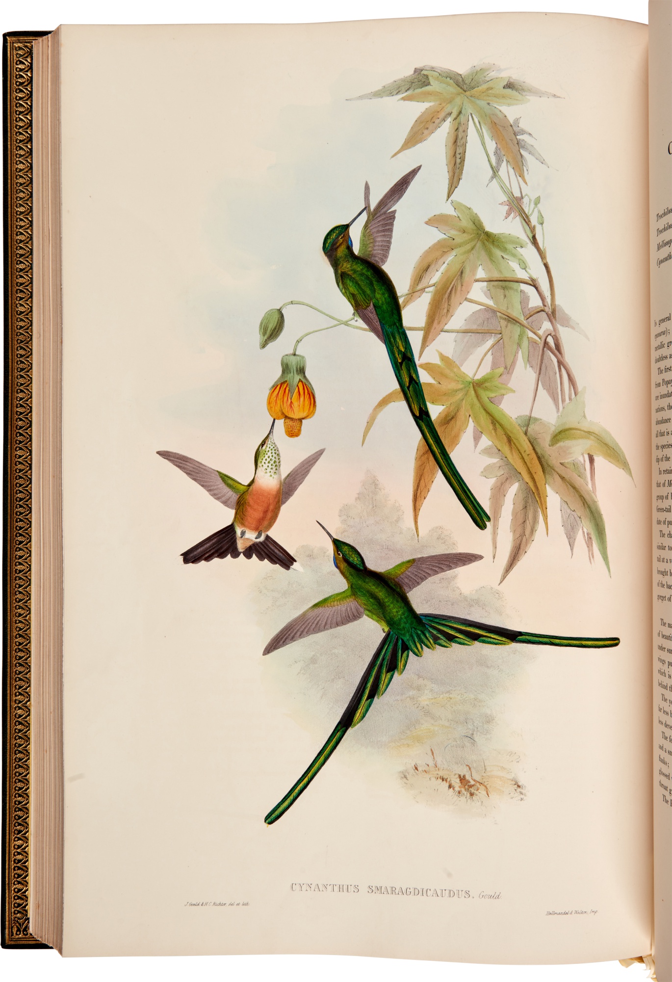John Gould | A monograph of the trochilidae, or… humming-birds [with ...