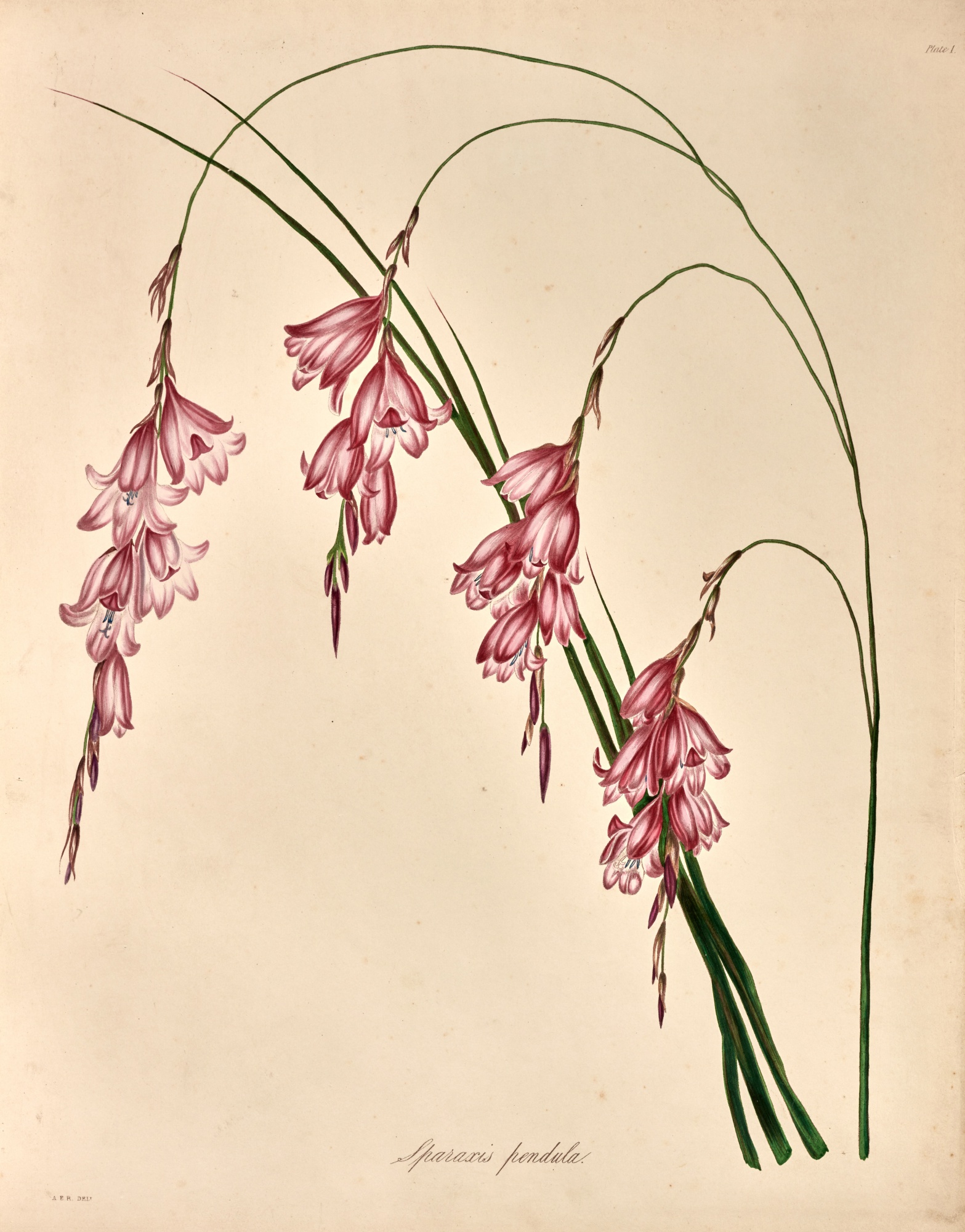 [Arabella E. Roupell] | Specimens of the flora of South Africa, London ...