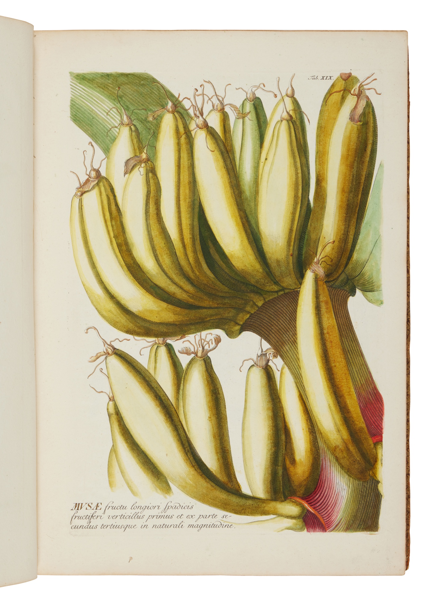 Ehret, Dionysius, Christoph Jakob Trew, and Benedict Christian Vogel ...