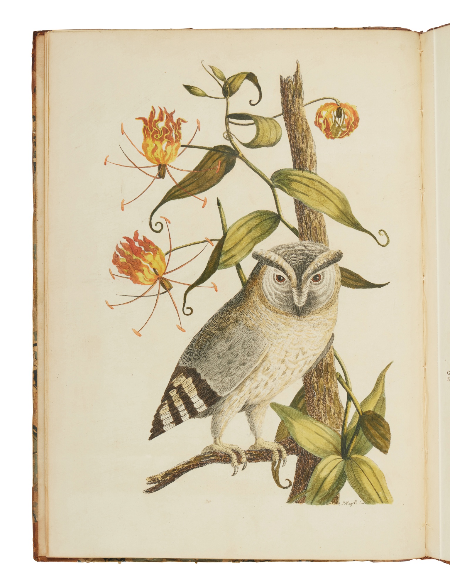 [Pennant, Thomas] | One of the earliest English attempts to portray ...