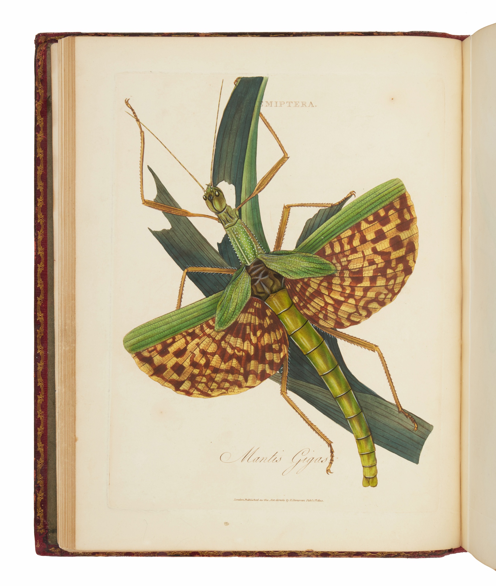 Donovan, Edward | The first of its kind to deal with India's entomology ...