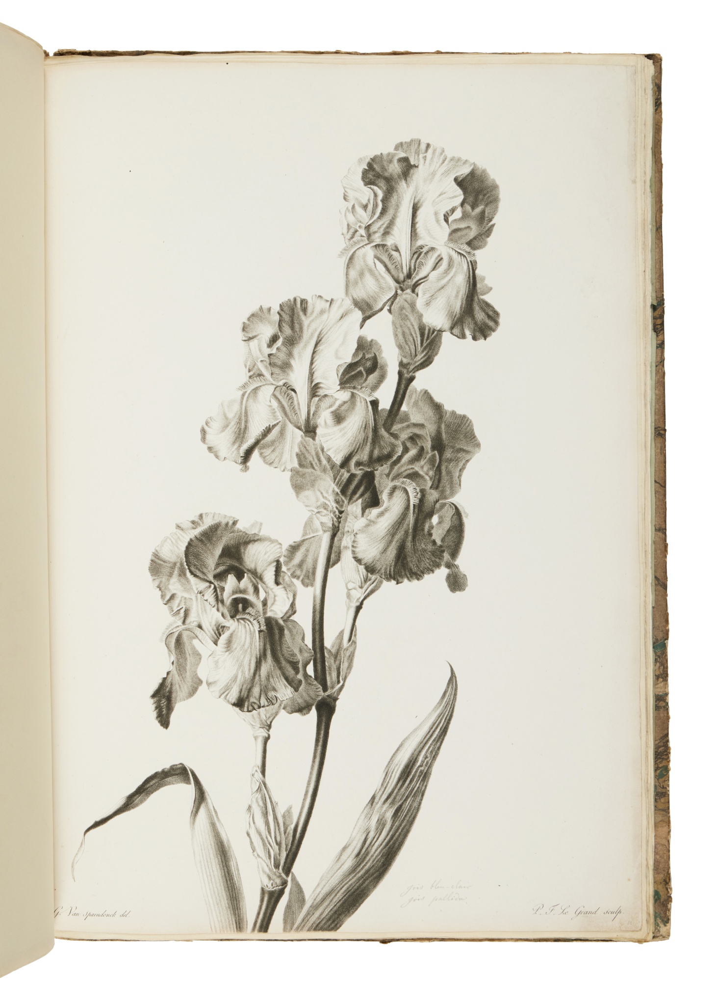 Spaendonck, Gerard Van | "magnificent drawings, brilliantly interpreted ...