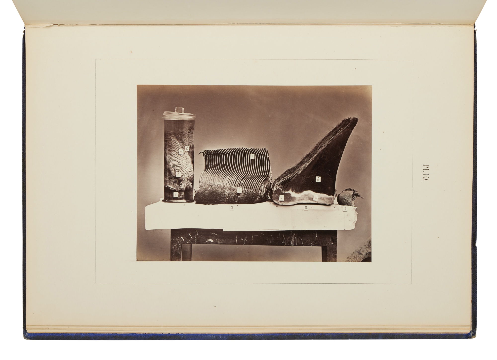 Malm, Auguste Wilhelm | An inadvertent photographic work of art on ...