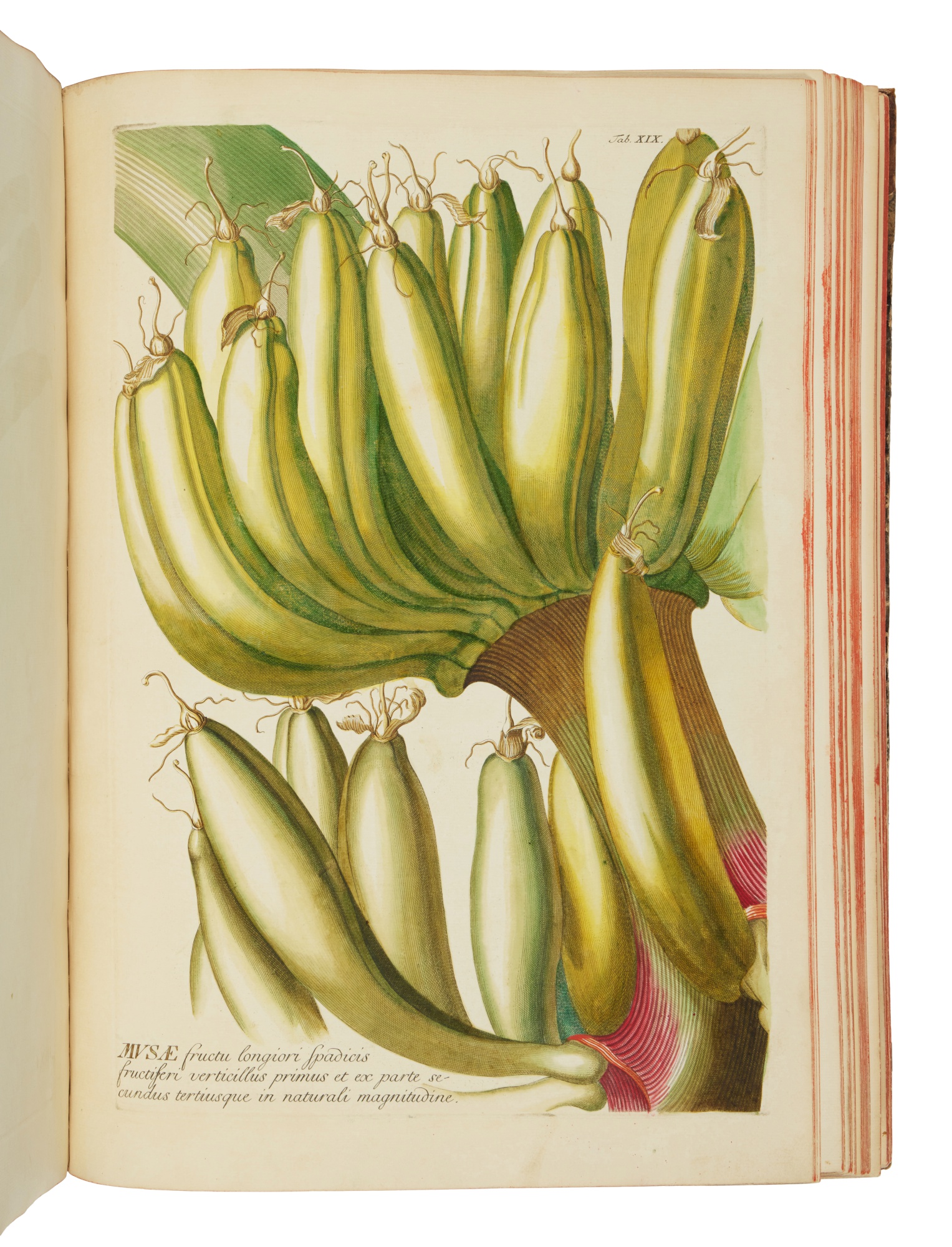 Trew, Cristoph Jakob — Benedict Christian Vogel | The finest botanical ...
