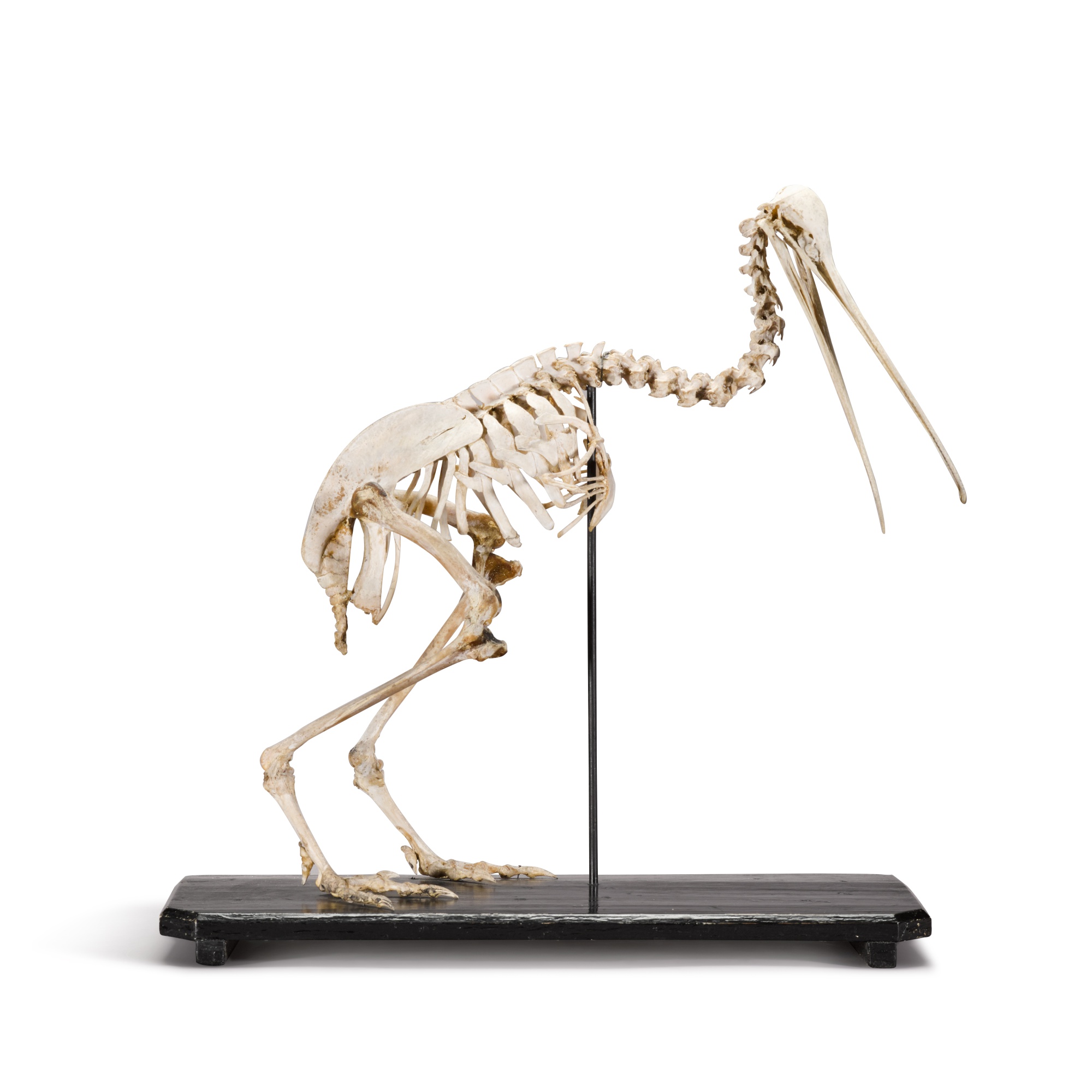 A South Island Brown Kiwi (Apteryx australis) skeleton, 19th century ...