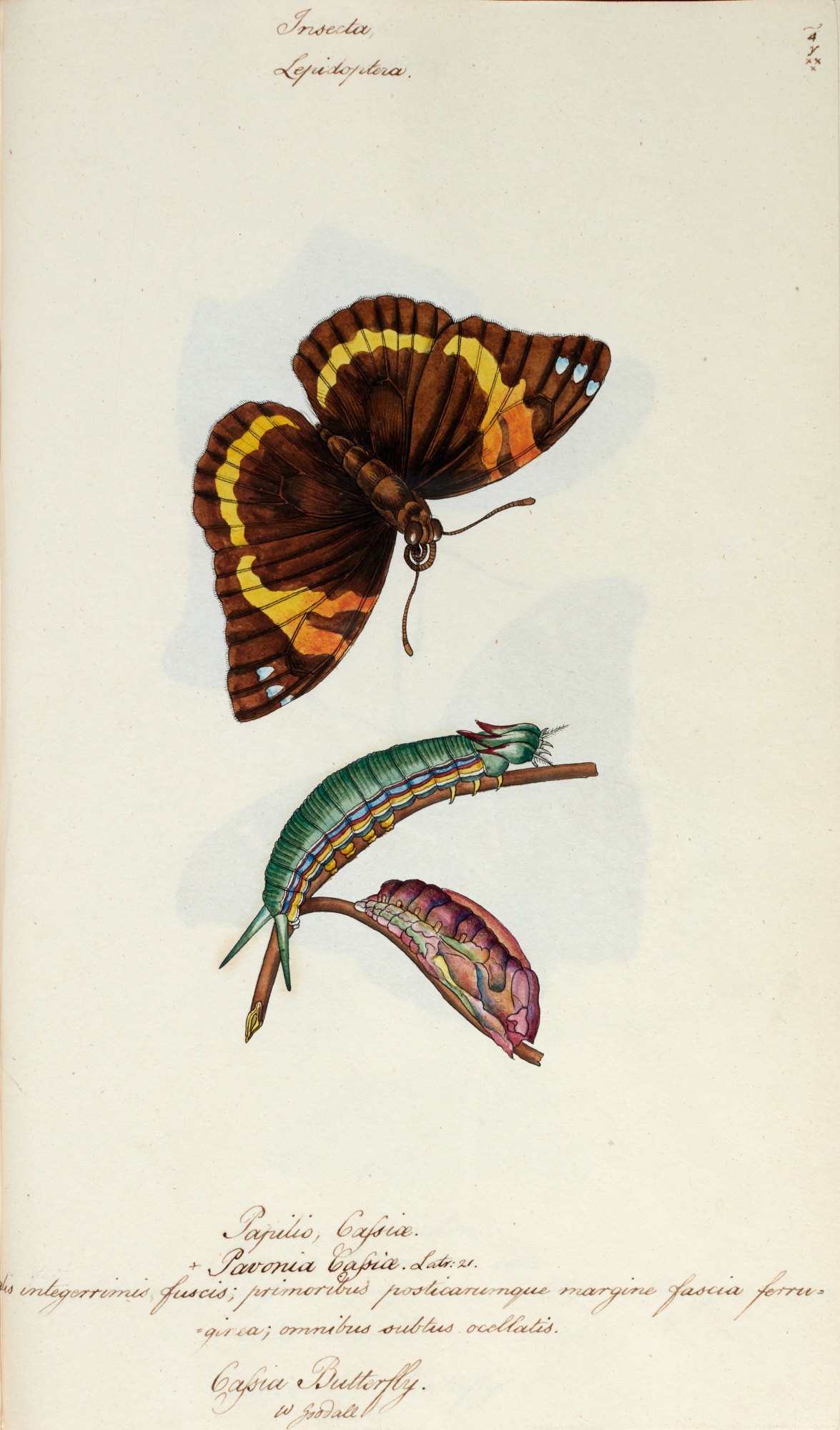 William Goodall | 71 watercolour drawings of butterflies, [c. 1830 ...