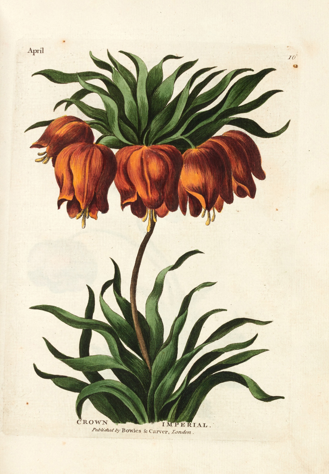 Carington Bowles | Bowles's florist, London, [c.1800], nineteenth ...