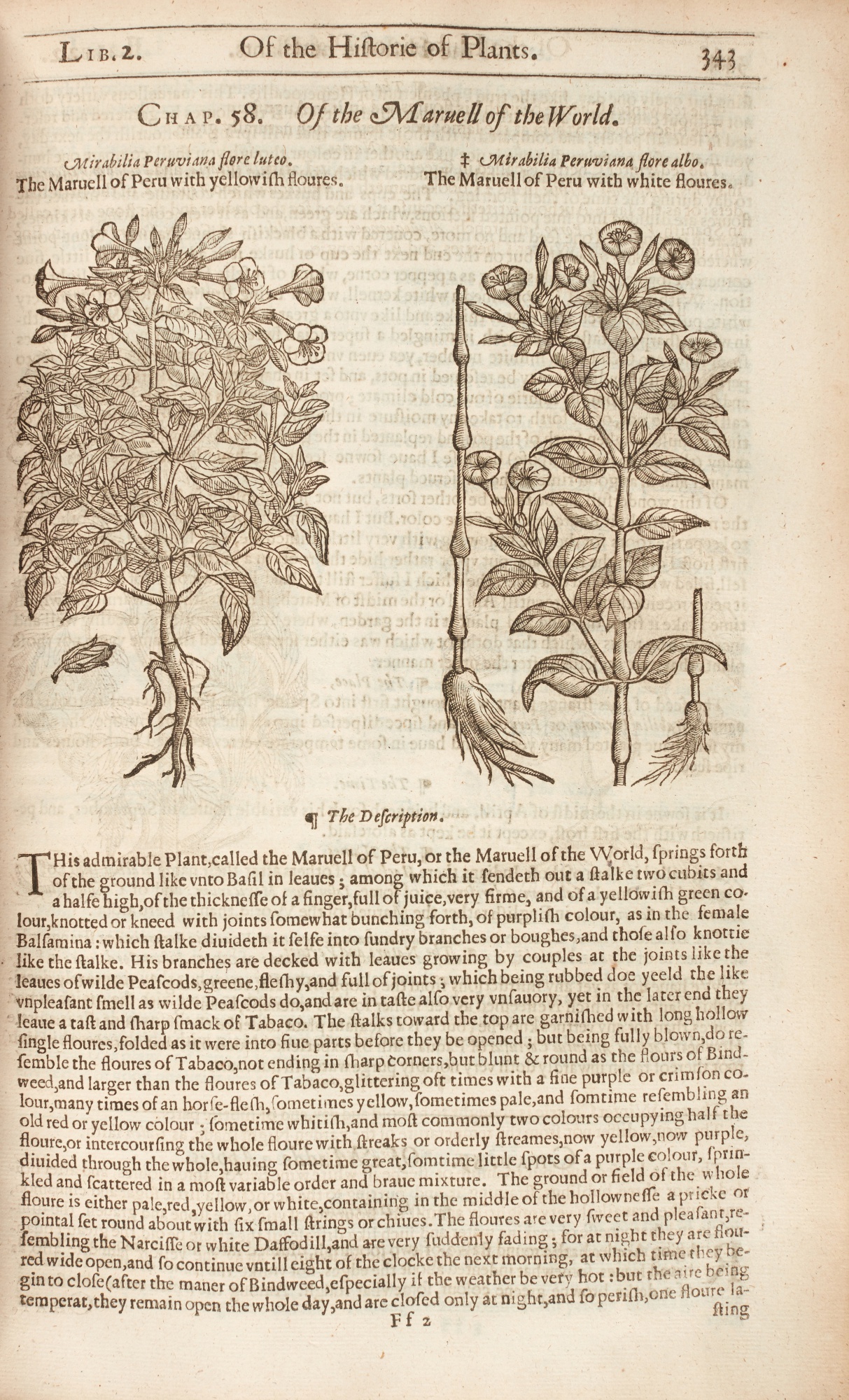 John Gerarde | The herball or generall historie of plantes, London ...