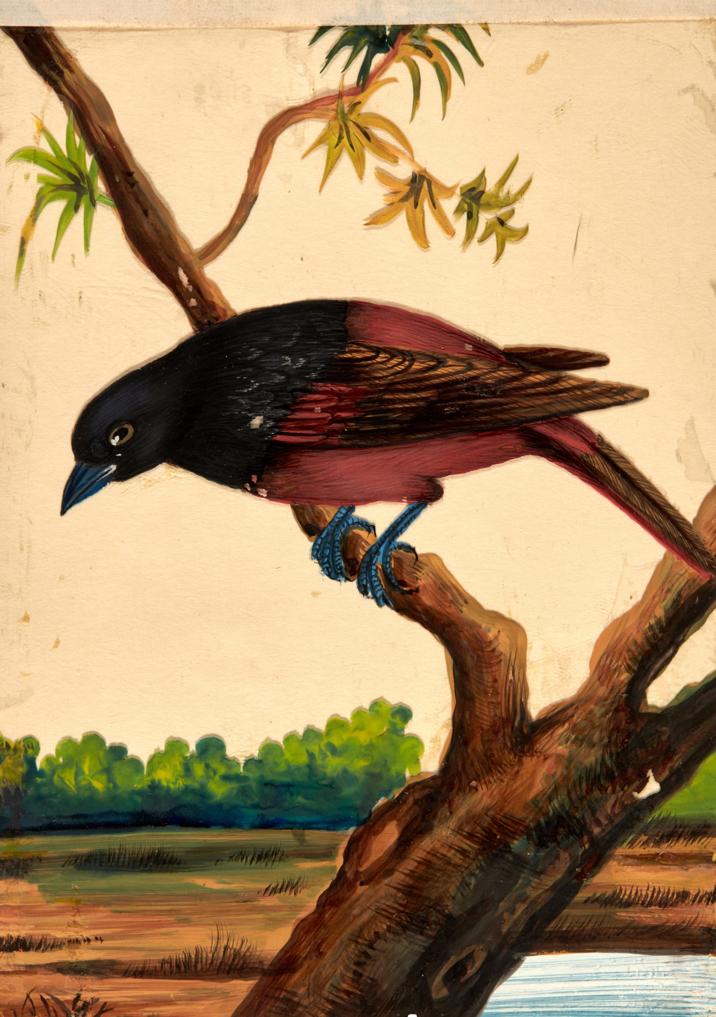 Company school | Indian birds, eight paintings on mica. India ...