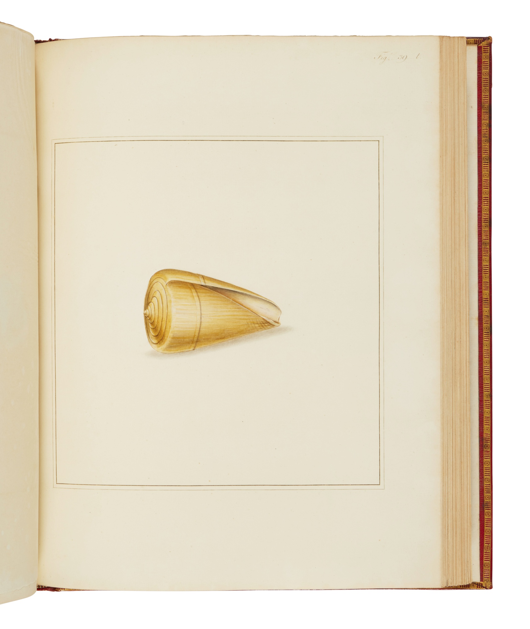 Martyn, Thomas | Exquisite depictions of shells collected during ...