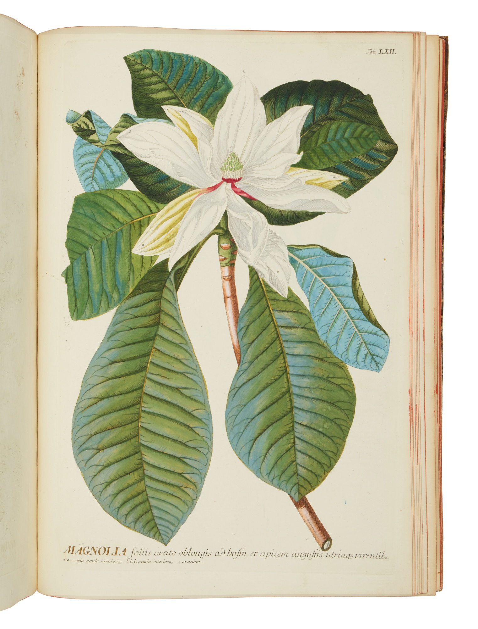 Trew, Cristoph Jakob — Benedict Christian Vogel | The finest botanical ...