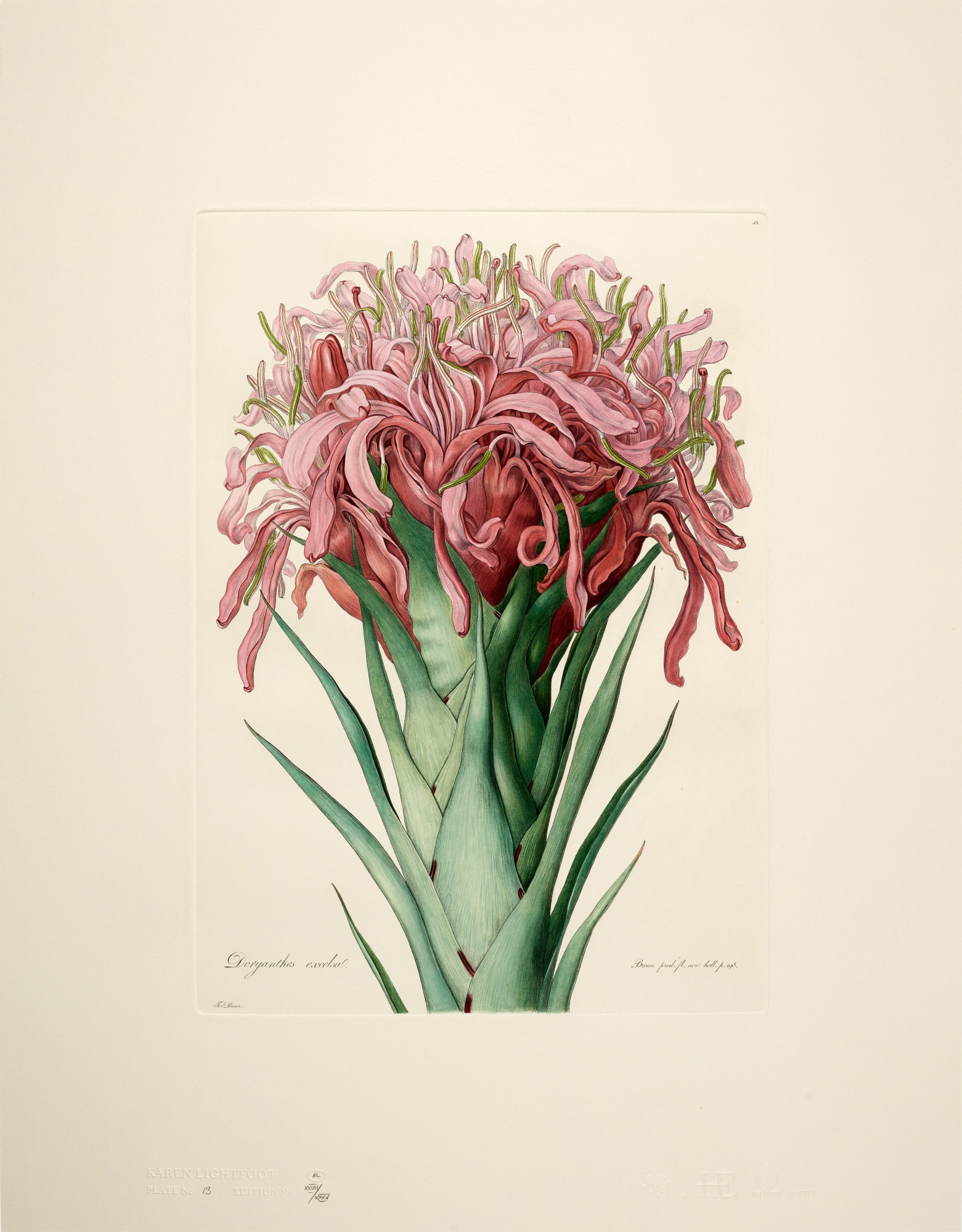 Ferdinand Bauer | Illustrationes florae Novae Hollandiae, London, 1989 ...