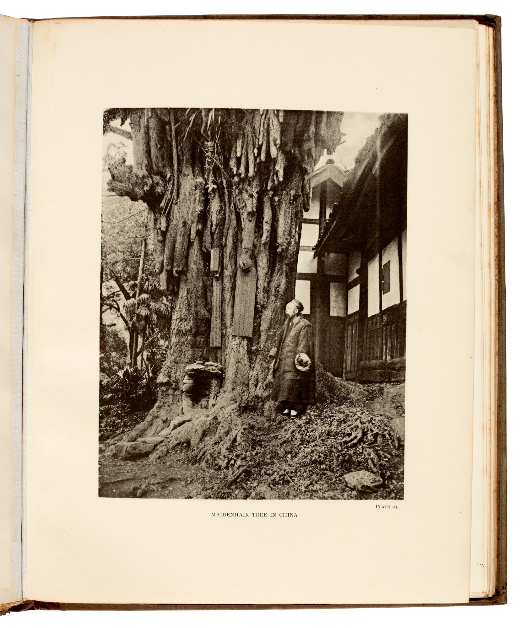 Henry John Elwes and Augustine Henry | The Trees of Great Britain and ...