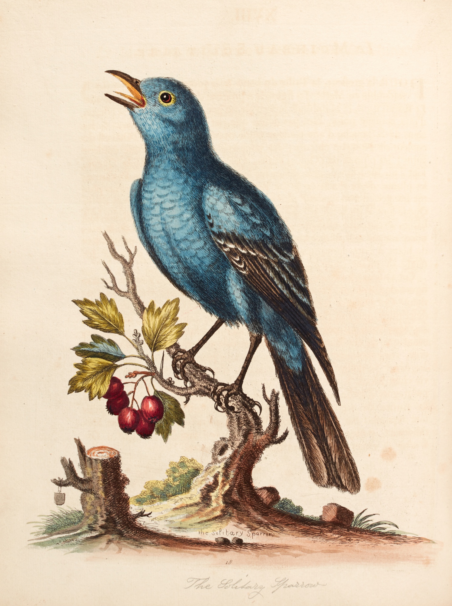 George Edwards | Histoire Naturelle de Divers Oiseaux, 1745-48, parts 1 ...