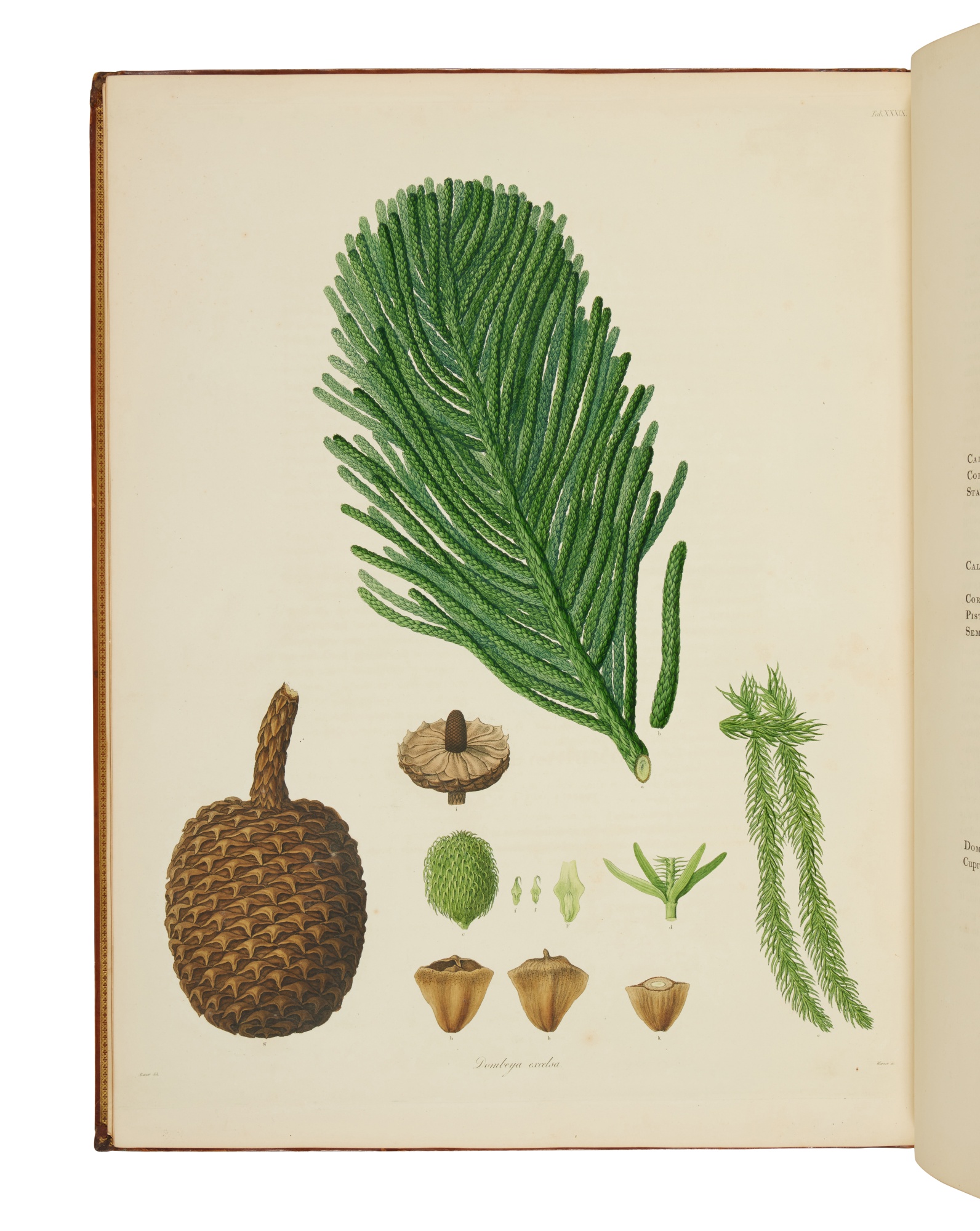 Lambert, Aylmer Bourke | The Mackenzie-Horticultural Society of New ...