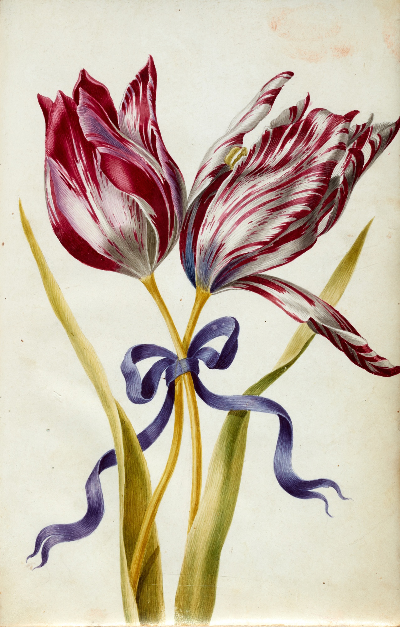 Nicolas Robert | Florilegium, 15 very fine watercolours of flowers on ...