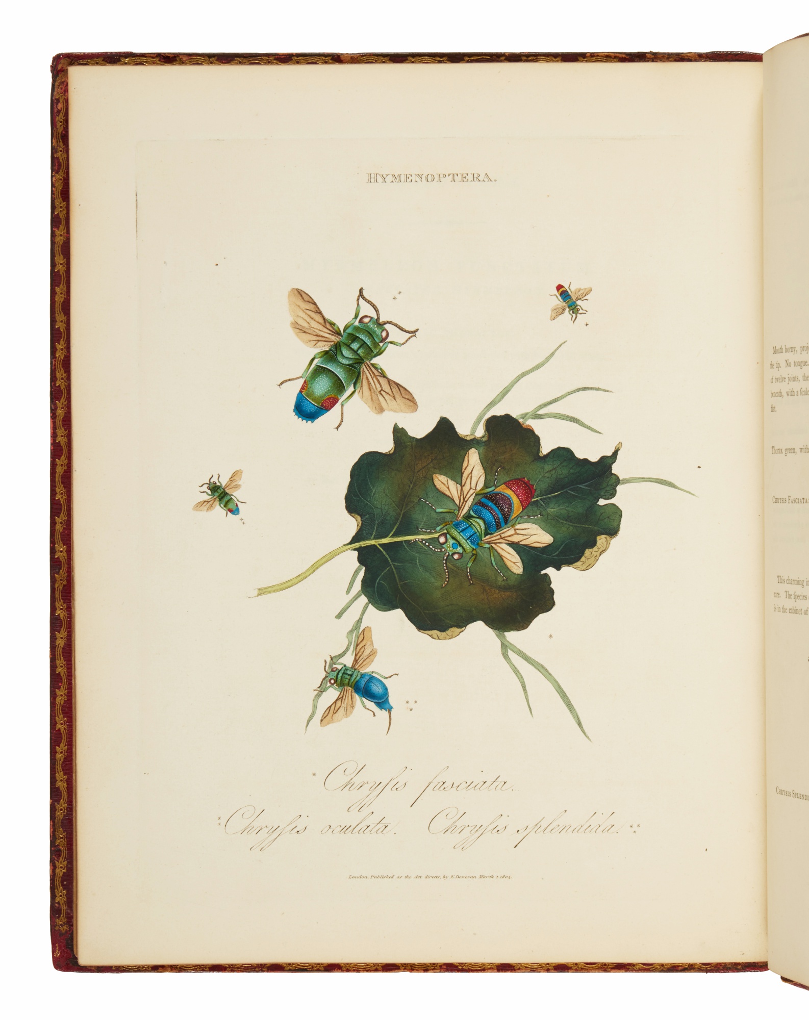 Donovan, Edward | The first of its kind to deal with India's entomology ...