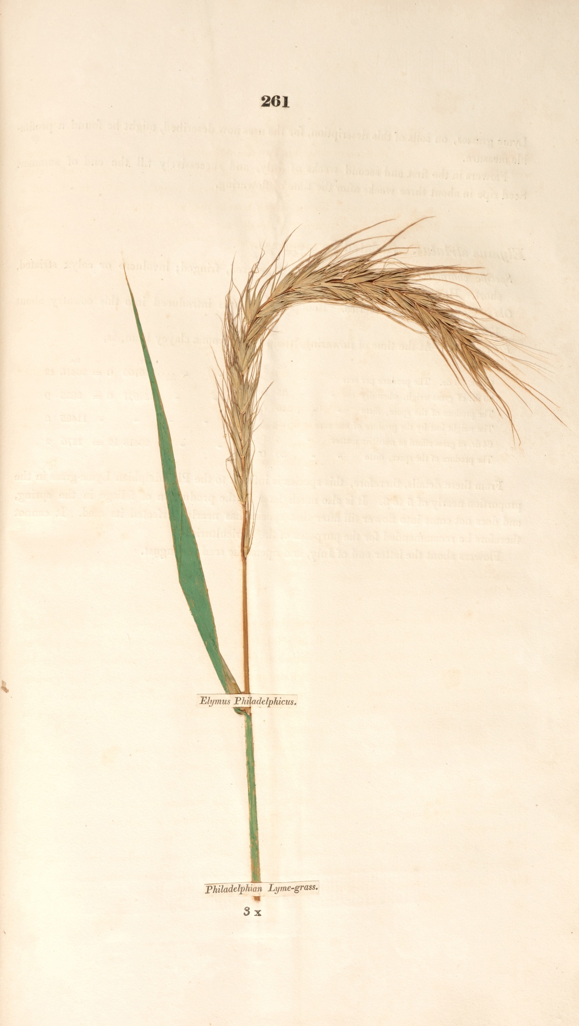 George Sinclair | Hortus gramineus Woburnensis, 1816 | The Library of ...