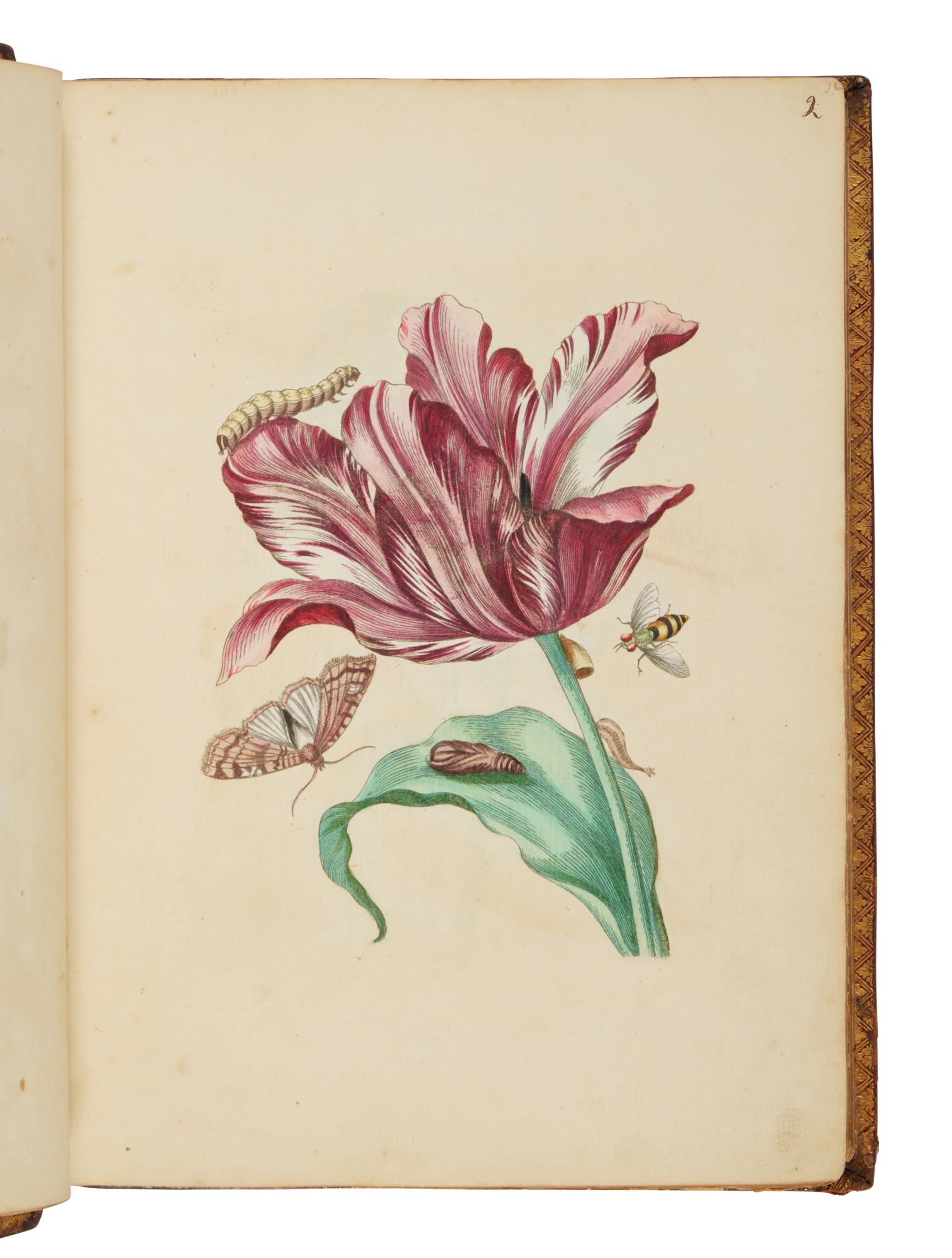 Merian, Maria Sibylla | The rare de-luxe issue of Der Rupsen Begin ...