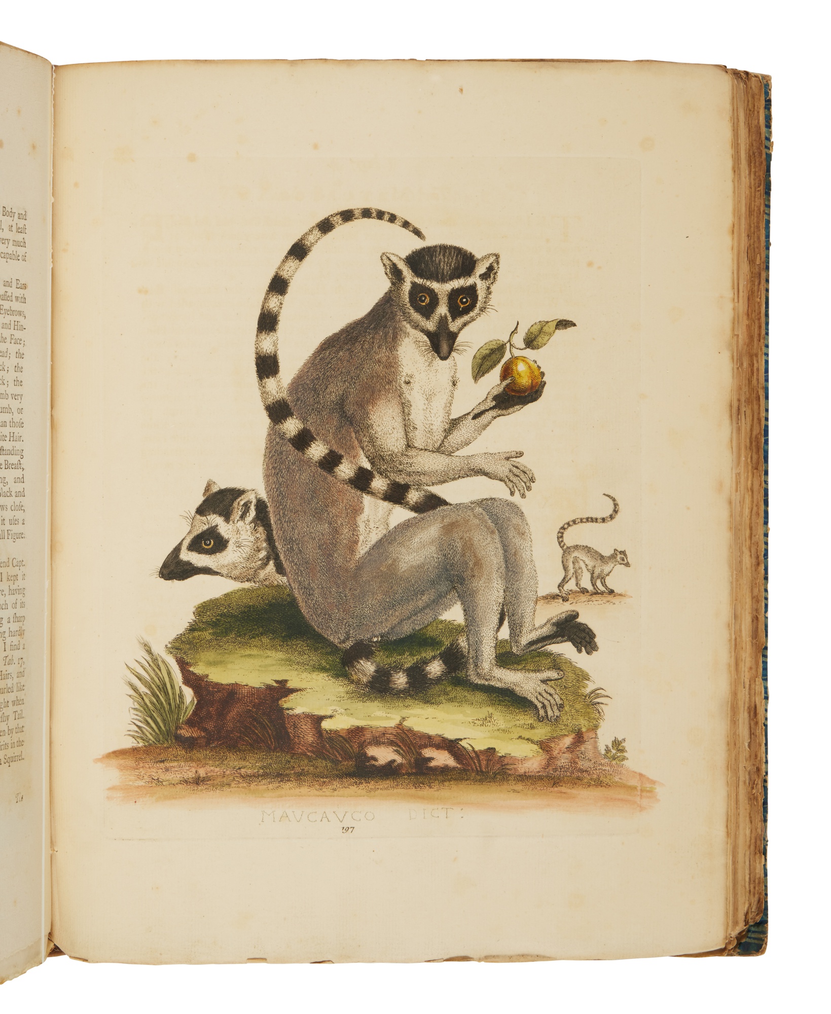 Edwards, George | Georges Cuvier’s set of George Edwards’ fine series ...