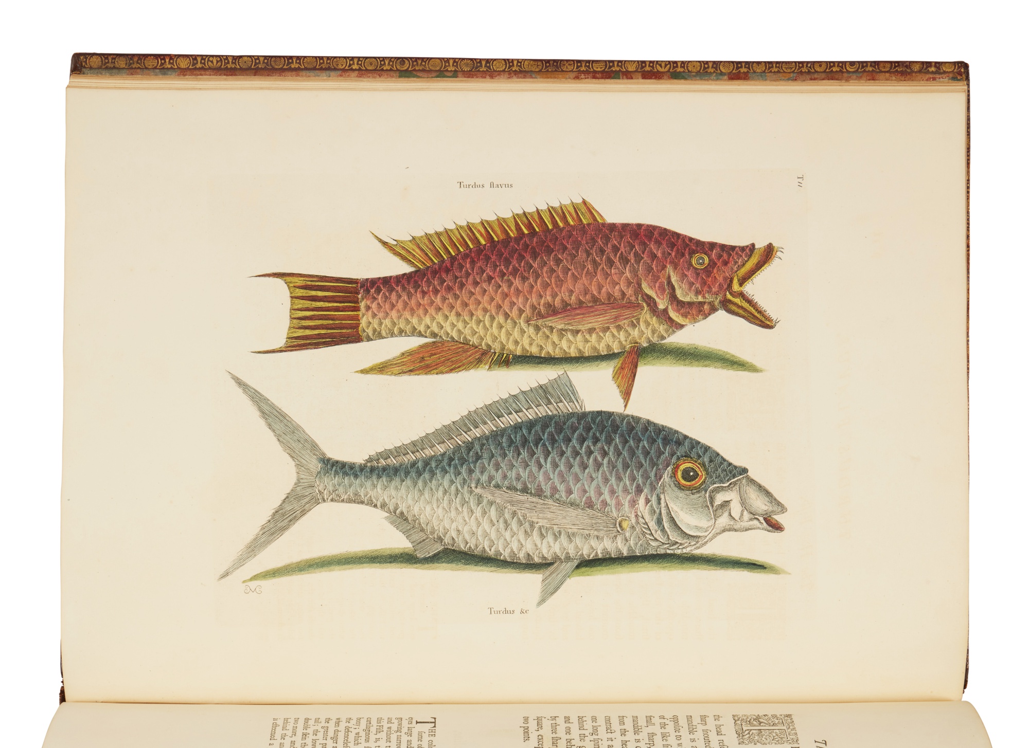 Catesby, Mark | The "most famous colorplate book of American plant and ...