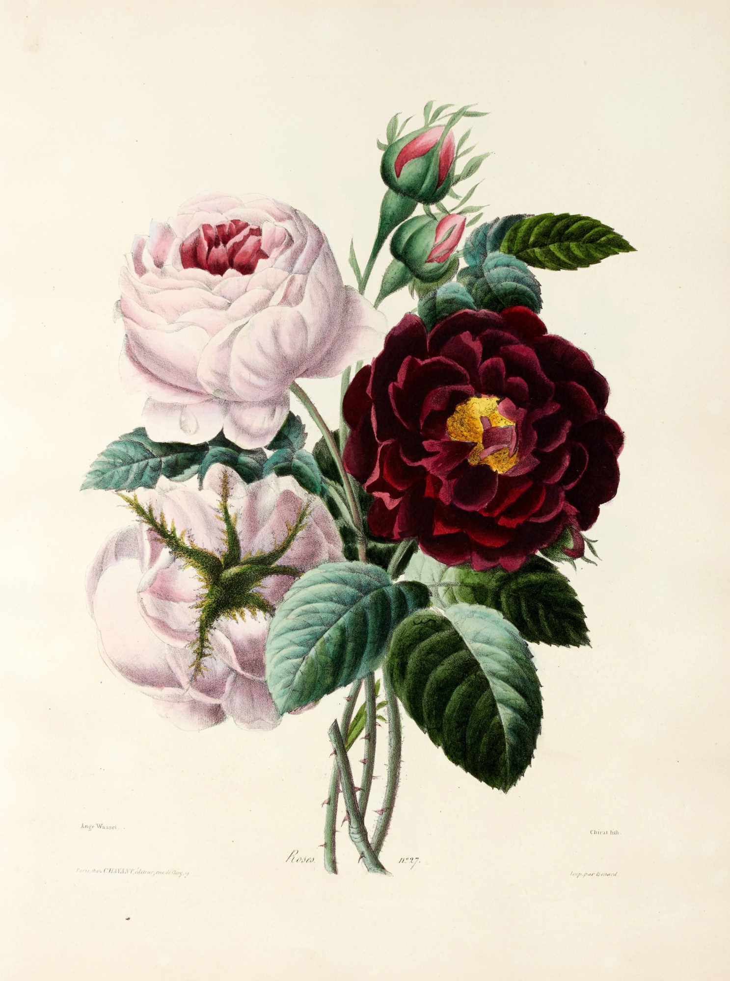 Pierre-Joseph Redouté | Le Cours de Fleurs du Jardin des Plantes, Paris ...