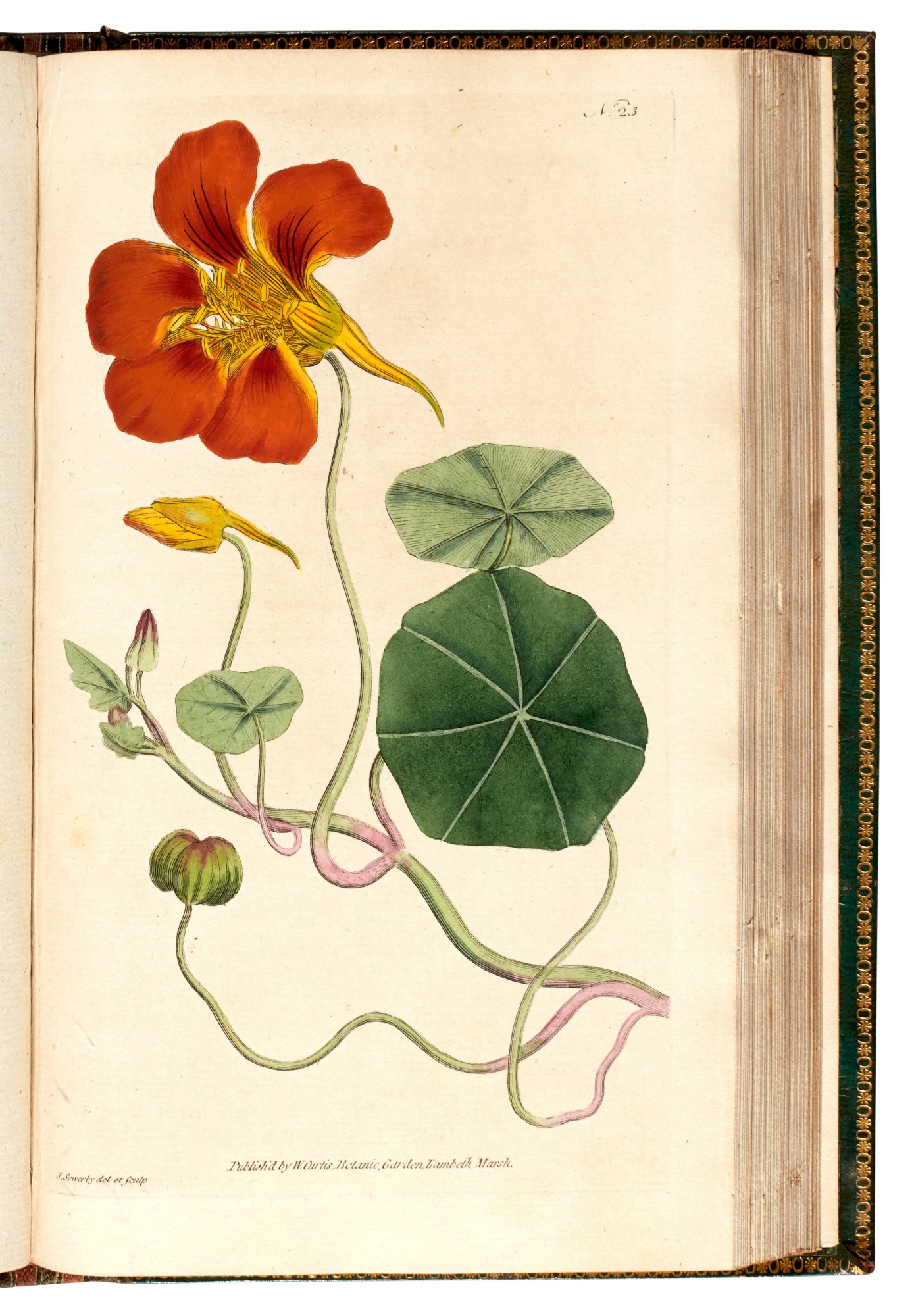 William Curtis | The Botanical Magazine [with Index and Companion ...