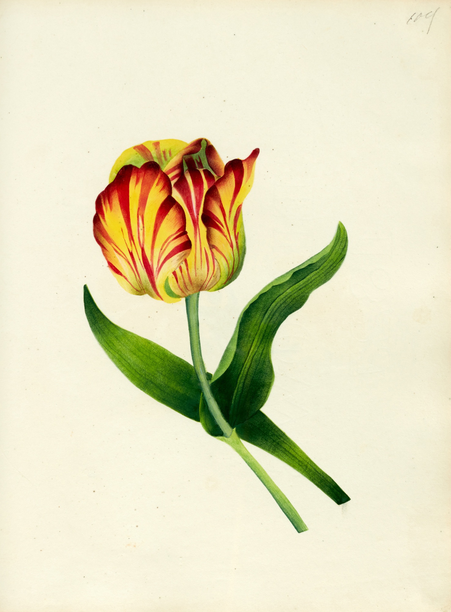 Miss Thomas | 103 watercolour drawings of flowers, birds, insects and ...